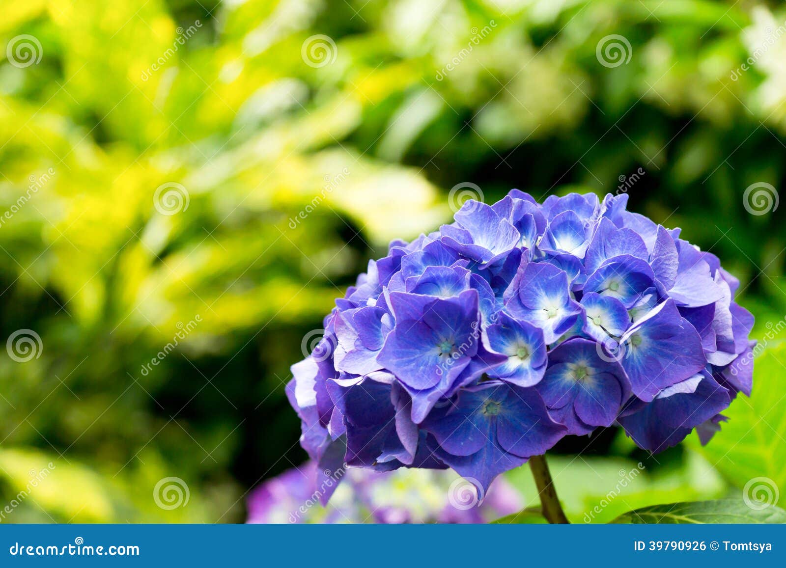 Blue hydrangea stock photo. Image of growing, blooming - 39790926