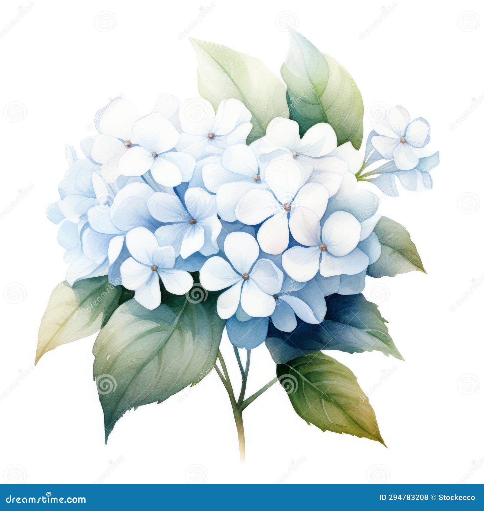 Hydra Flower Watercolor Painting on White Background Stock Illustration ...