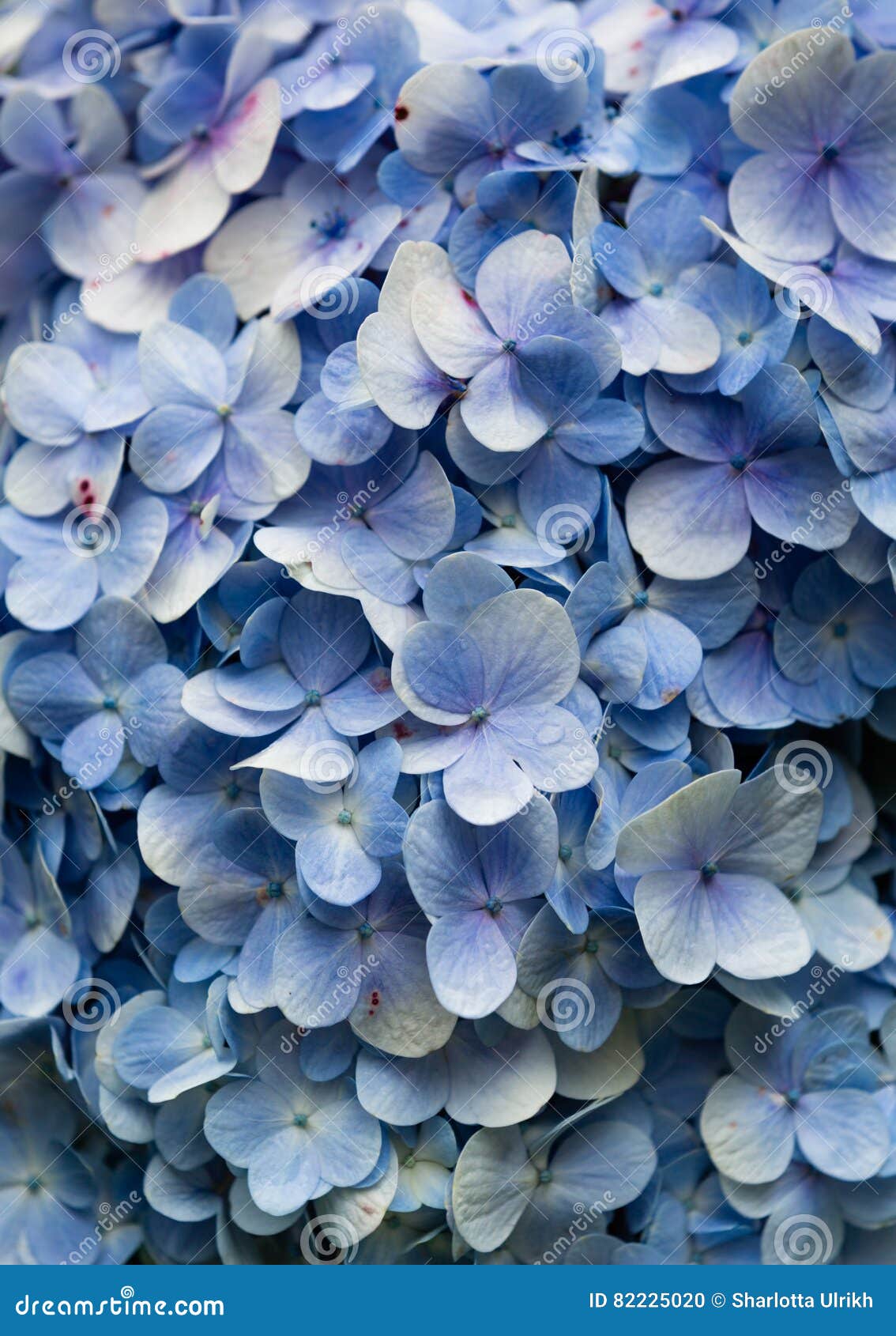 Blue Hydrangea Flora Background. Stock Photo - Image of beautiful ...