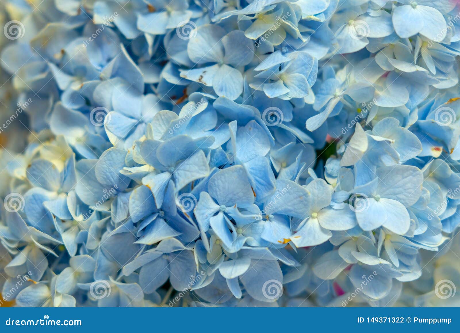 Blue Hydrangea Flower for Background Stock Photo - Image of hydrangeas ...