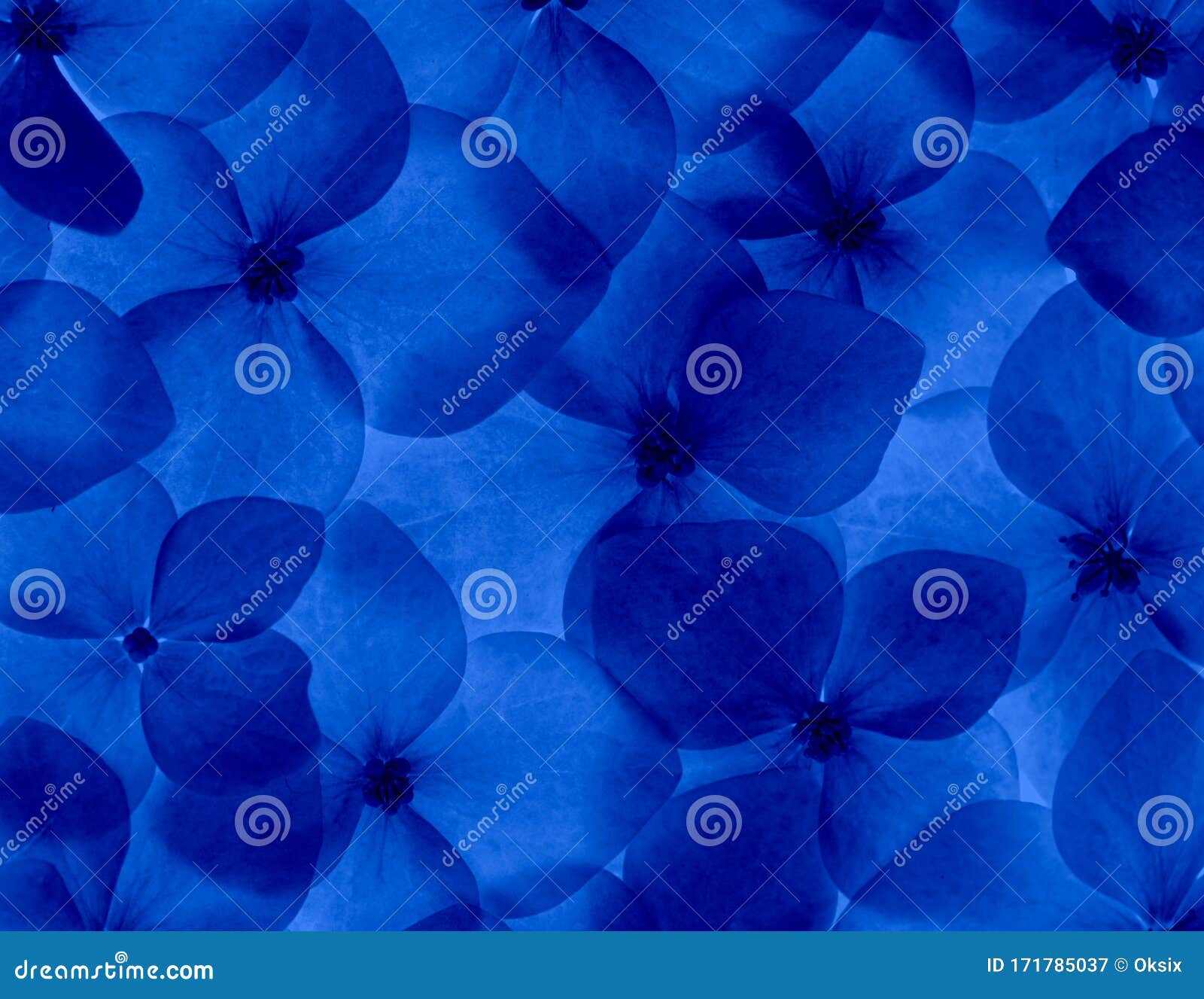 Blue Hydrangea Flower Background Close Up As a Pattern Stock Image ...