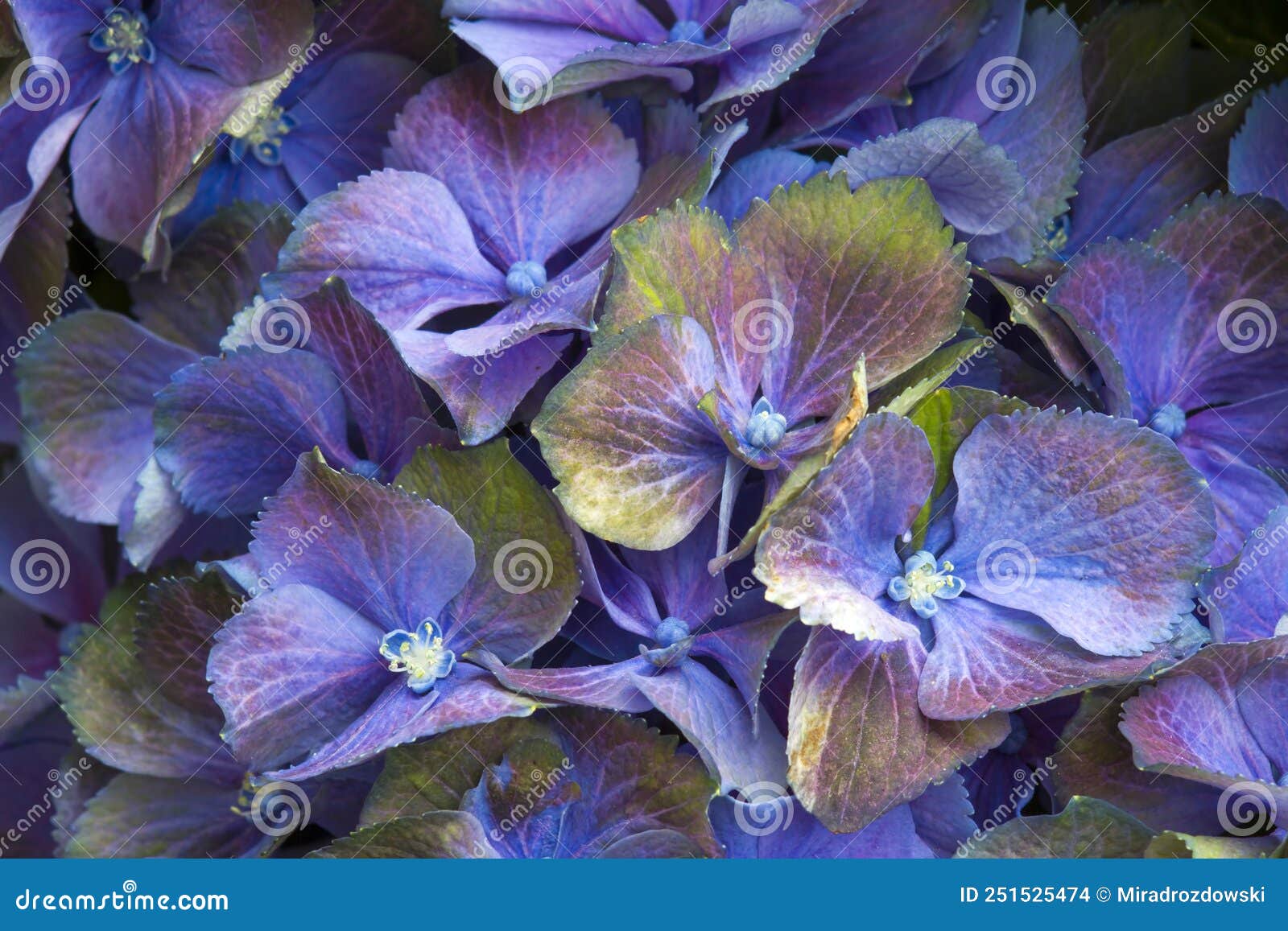 Blue Hydrangea Flower Background - Macro Image Stock Photo - Image of ...
