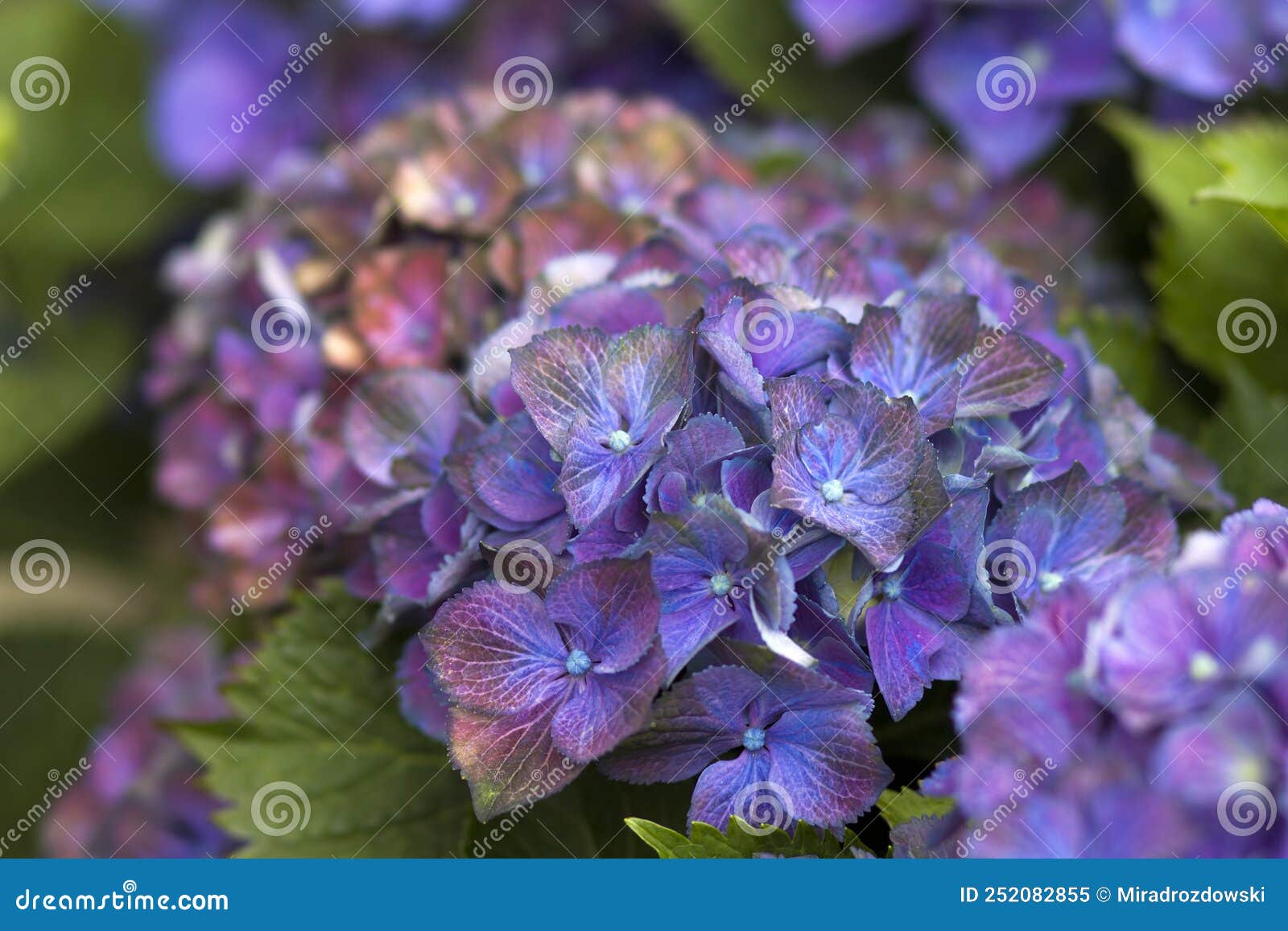 Blue Hydrangea Flower Background - Macro Image Stock Image - Image of ...