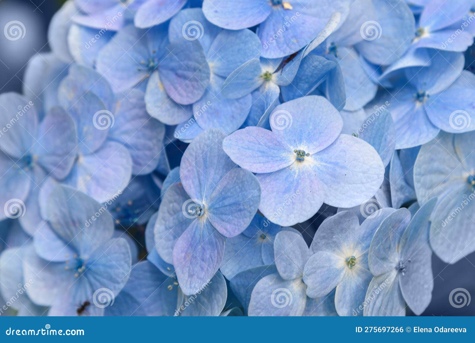 Blue Hydrangea Flower Background Stock Photo - Image of natural, summer ...