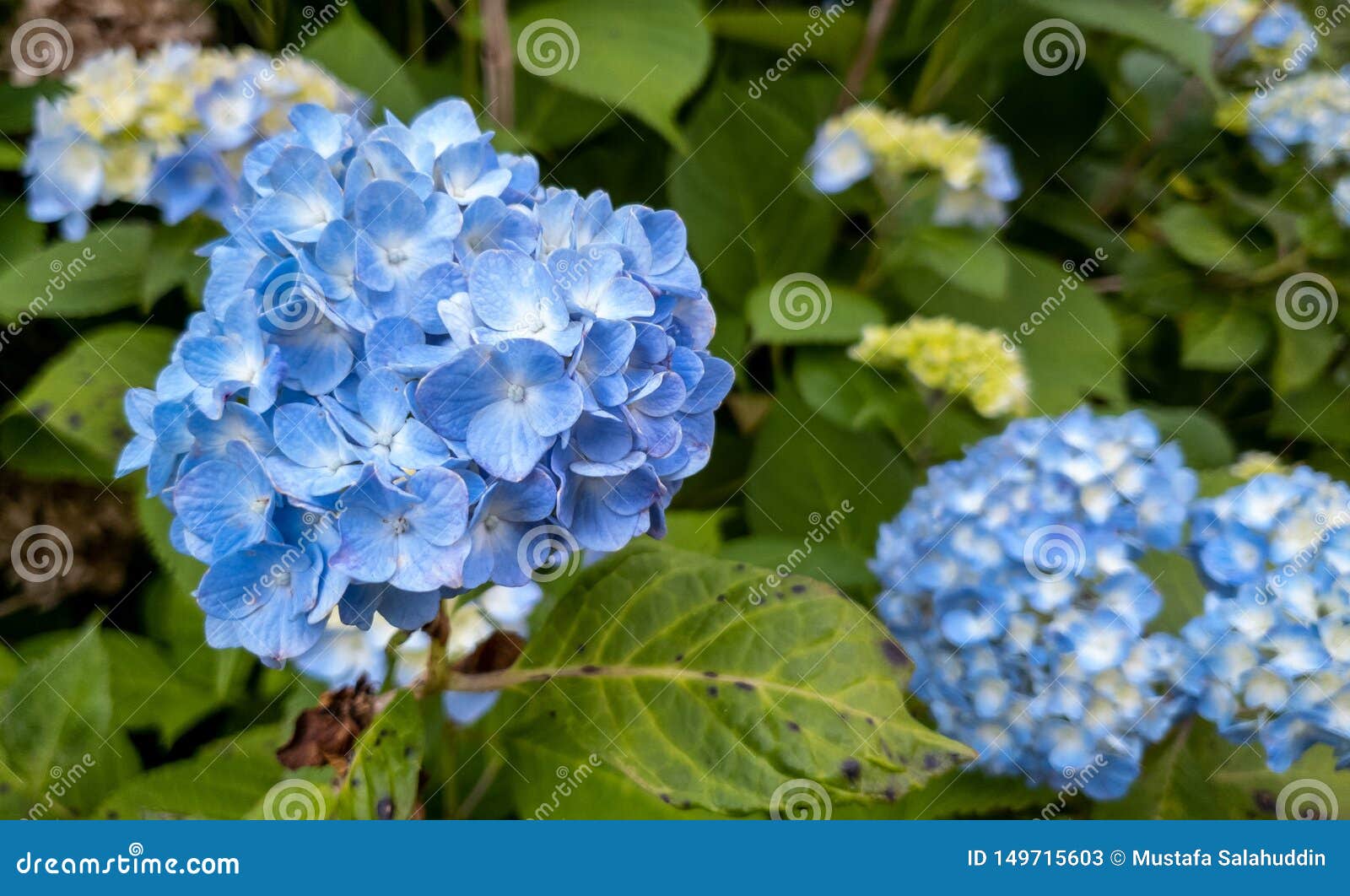 Blue Hydrangea Flower Blossom in the Fall Stock Image - Image of flower ...