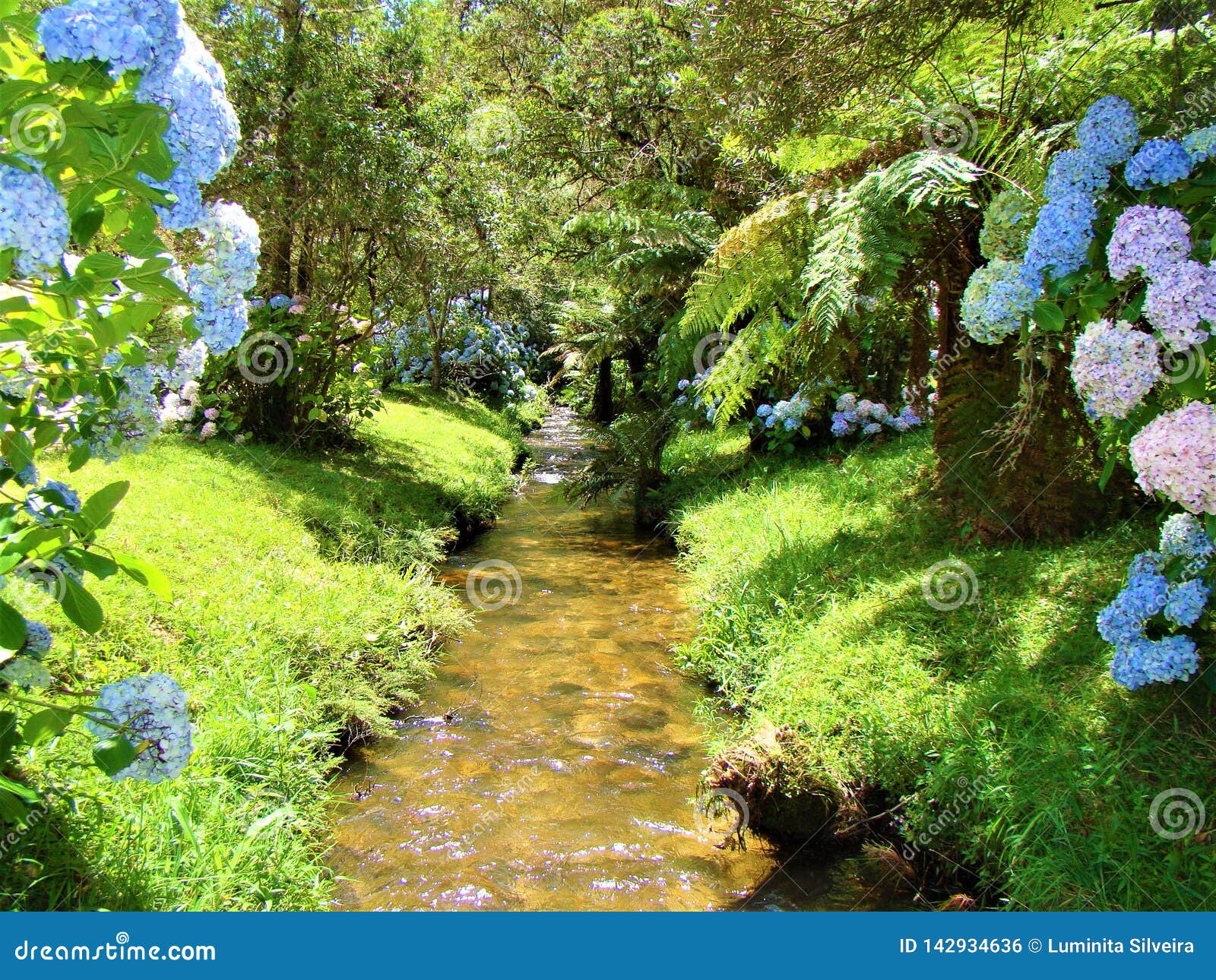 Hydrangea Flowers by the River Stock Photo - Image of hydrangea ...