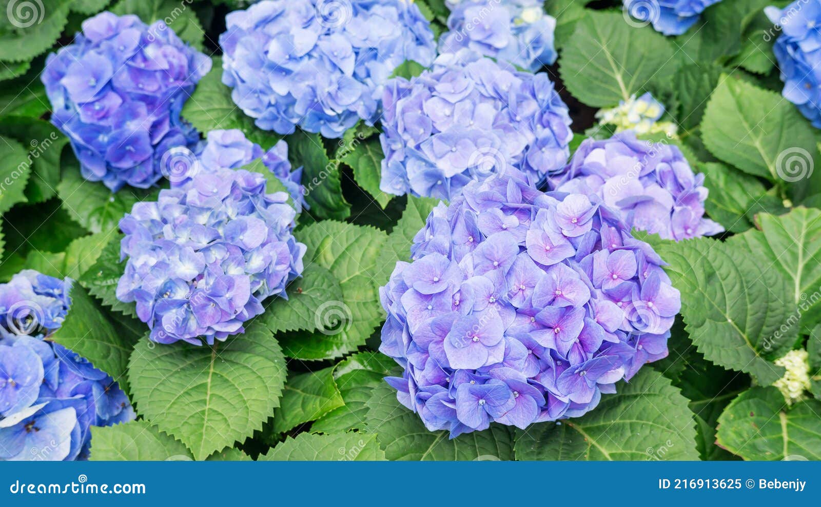 Blue Hydrangea Flower in a Garden Stock Image - Image of green, light ...