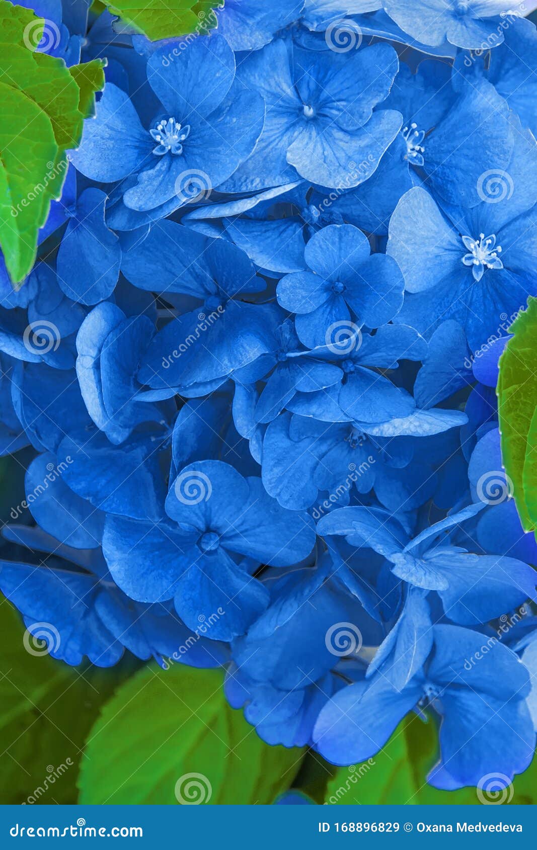 Blue Hydrangea Flower Hydrangea Macrophylla in the Garden. Natural ...
