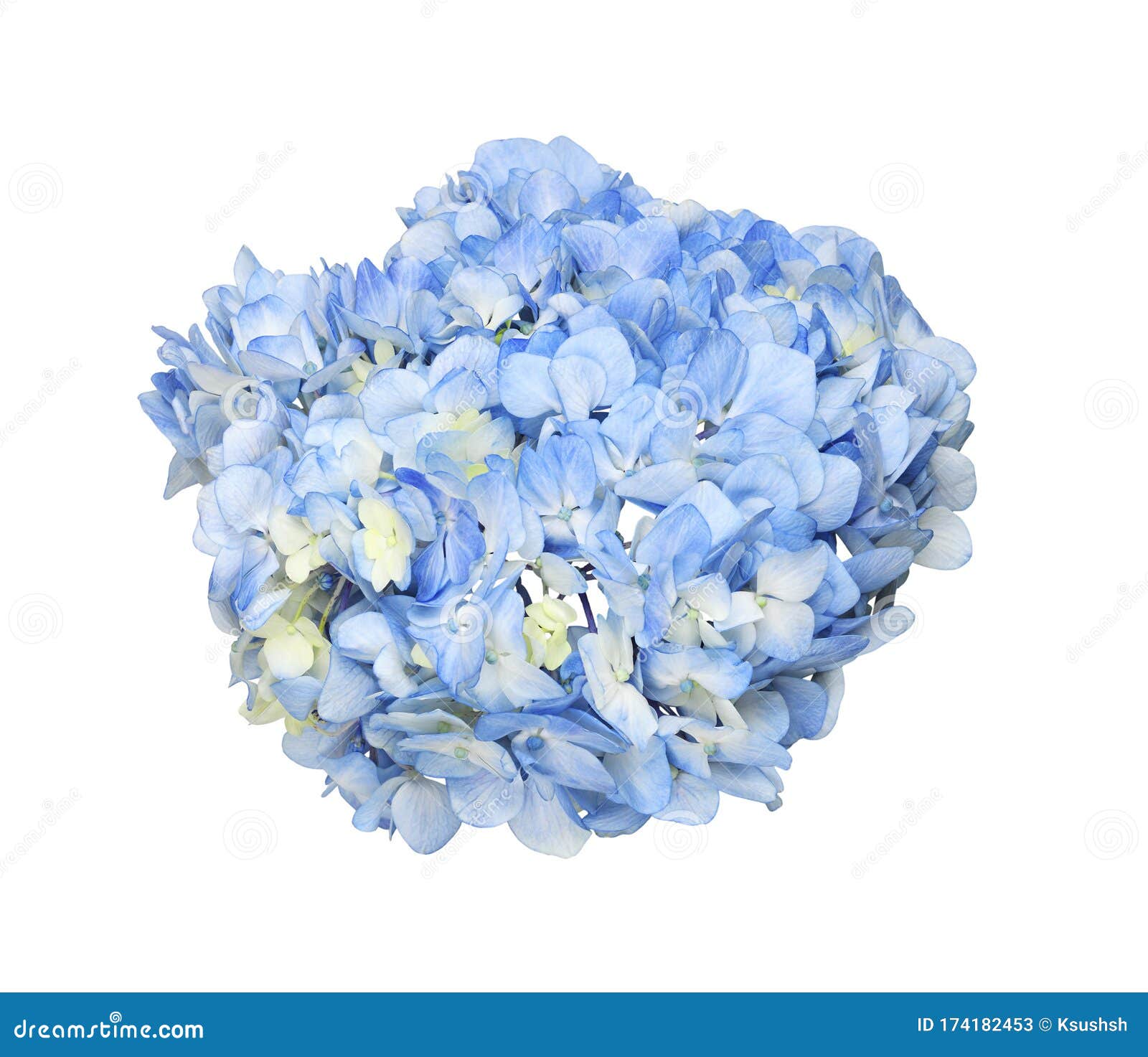 Blue hydrangea flower stock image. Image of pretty, tender - 174182453
