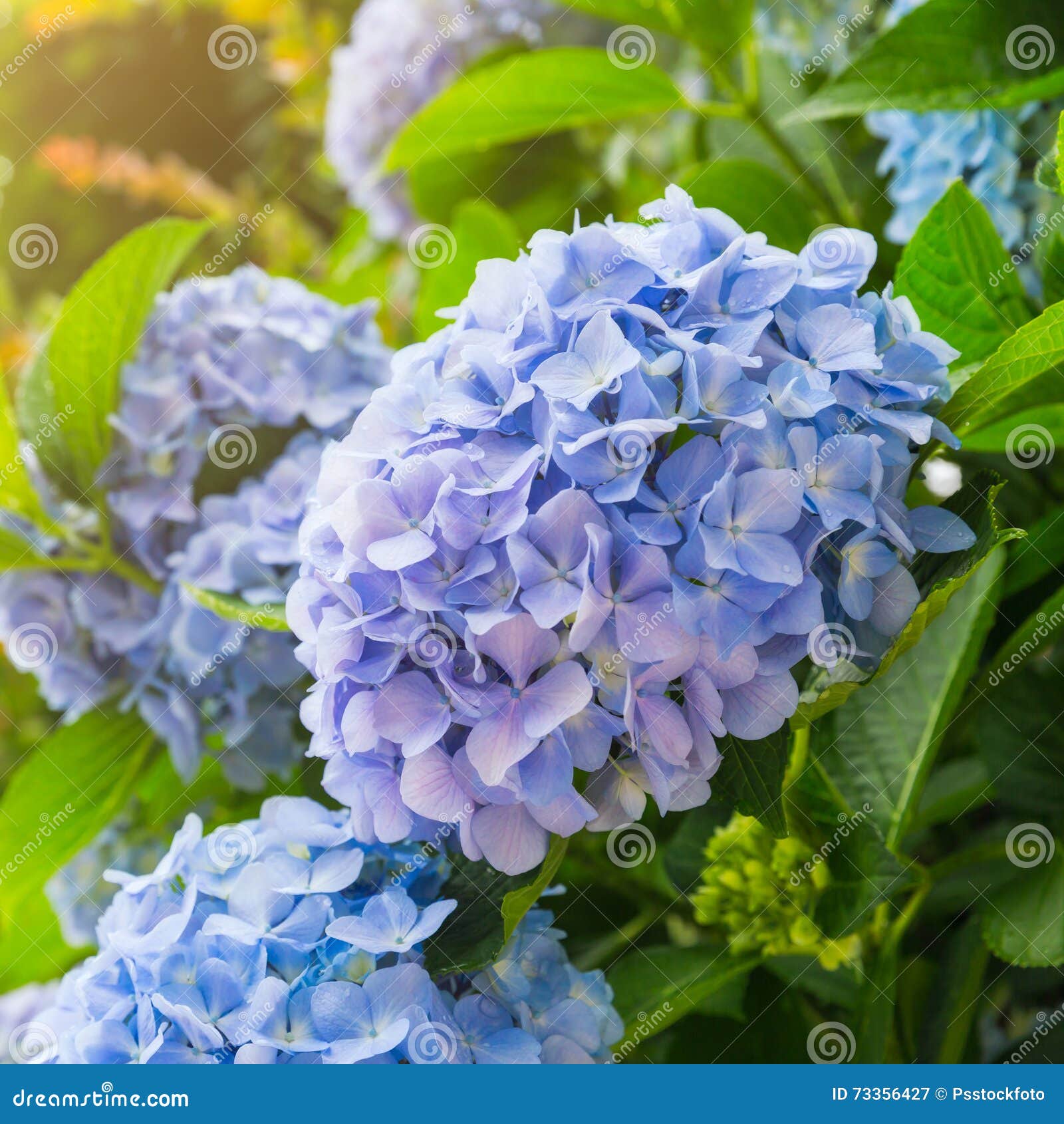 Blue Hydrangea Flower in Japan Stock Image - Image of japan, garden ...