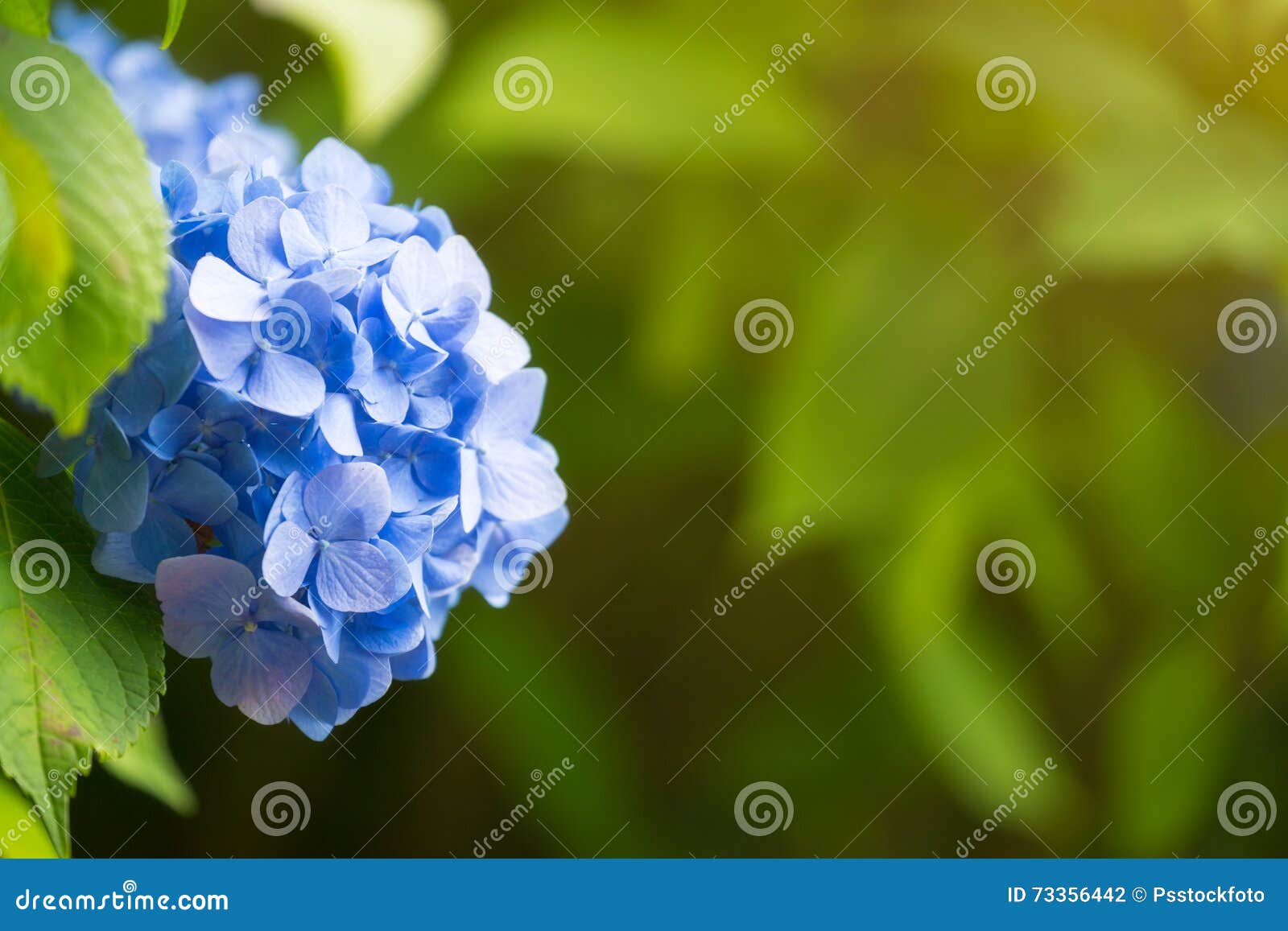 Blue Hydrangea Flower in Japan Stock Photo - Image of osaka, seasonal ...