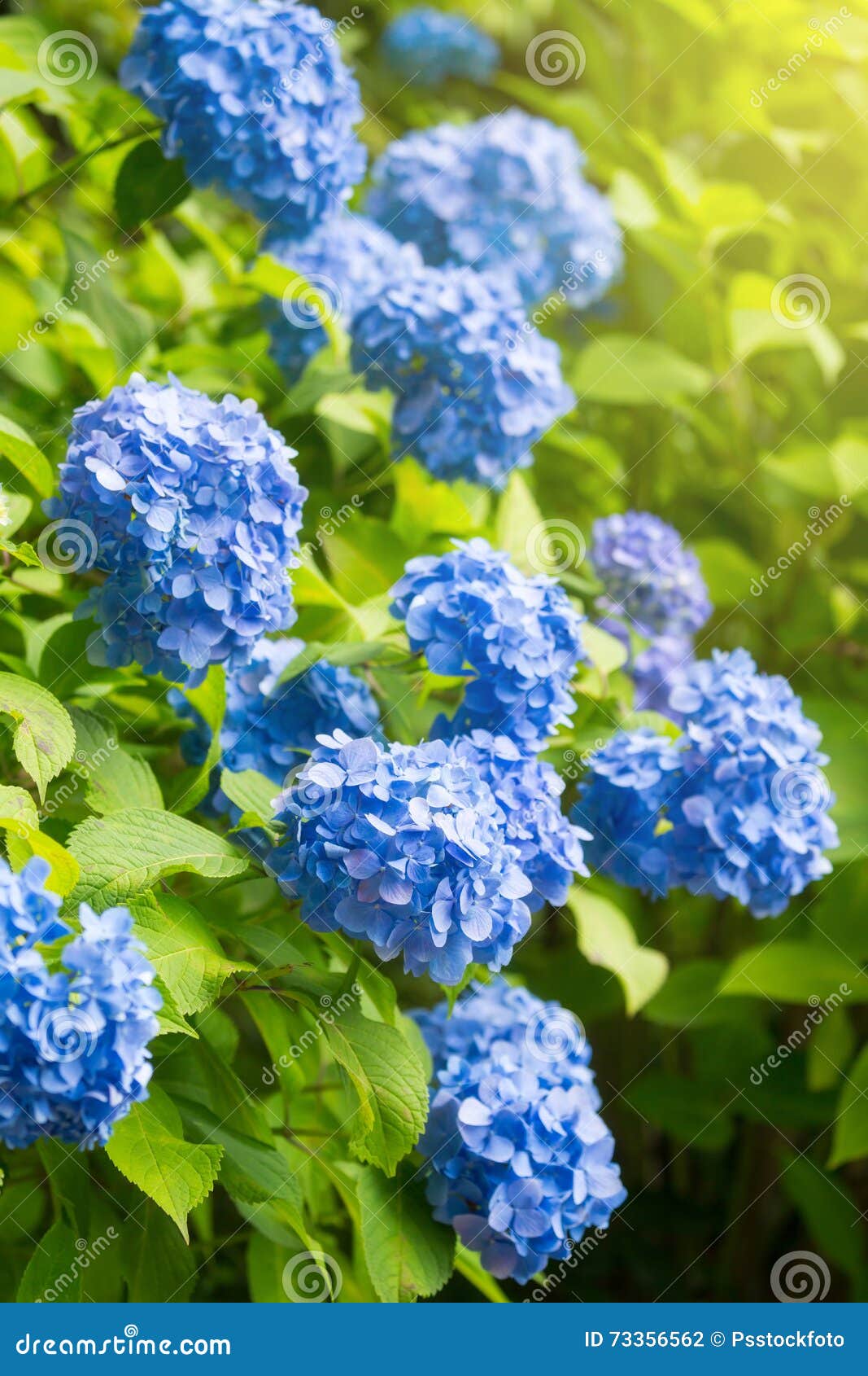 Blue Hydrangea Flower in Japan Stock Photo - Image of flower, hydrangea ...