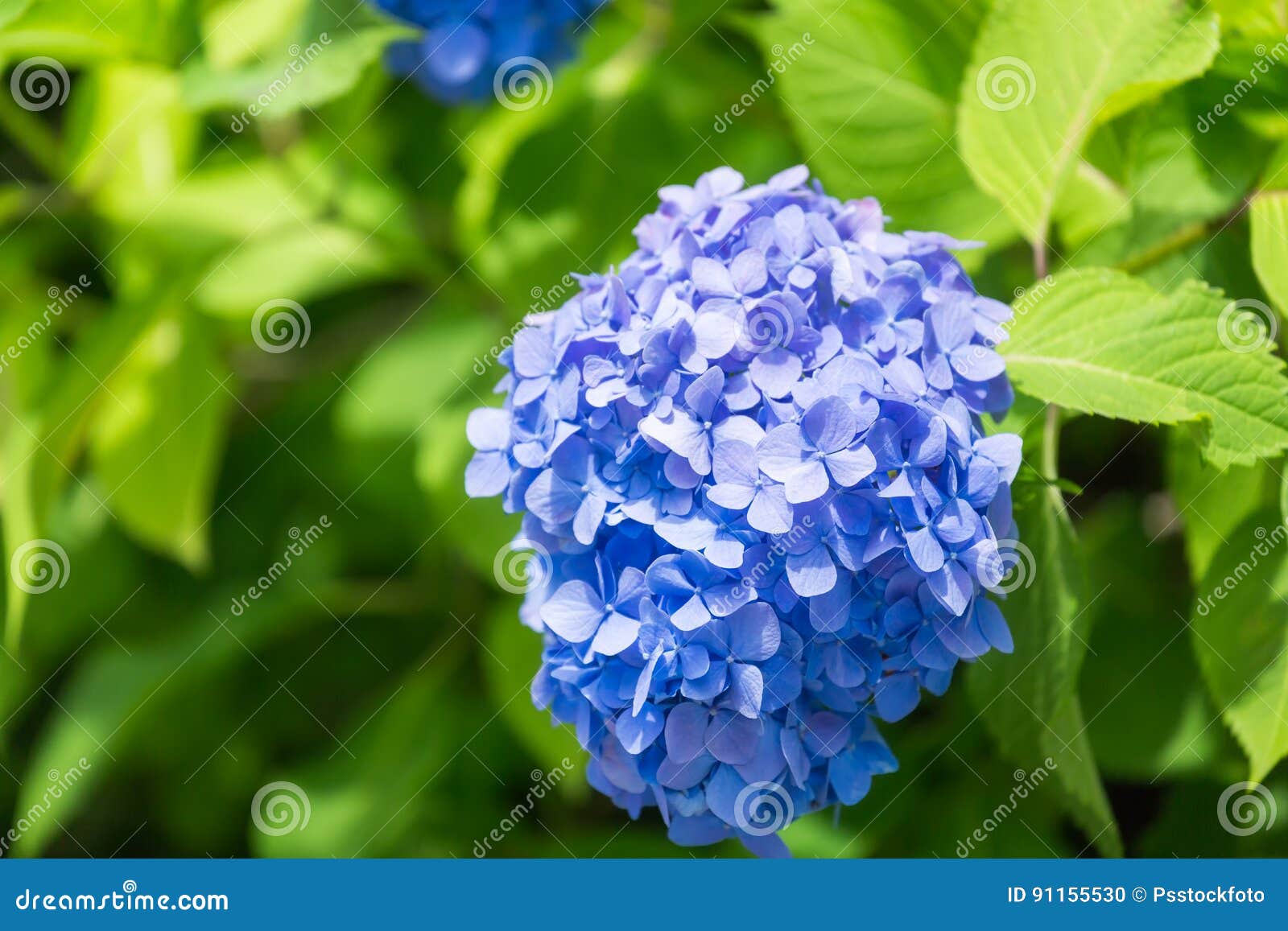 Blue Hydrangea Flower in Japan Stock Photo - Image of kyoto, green ...