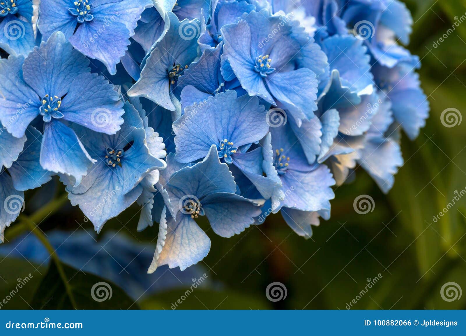 Blue Hydrangea Flower Macro Stock Photo - Image of floral, yard: 100882066