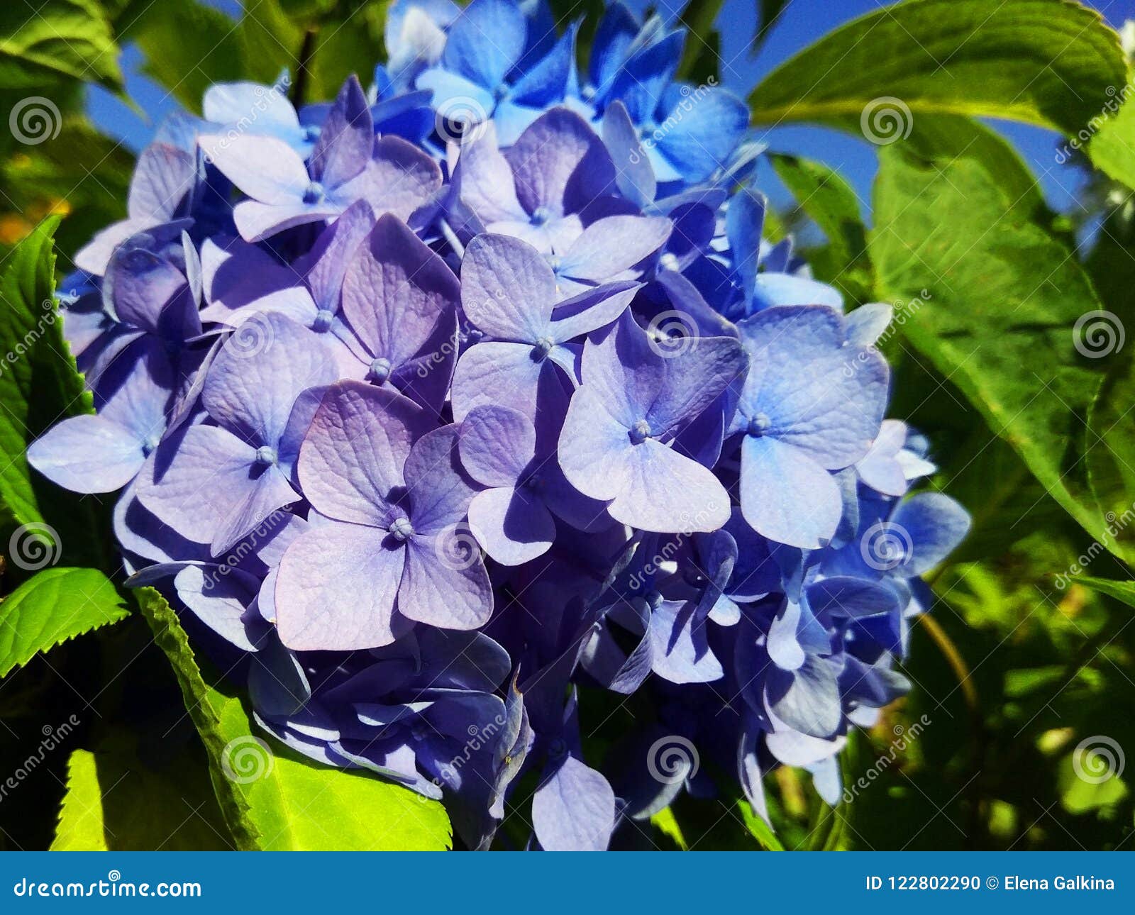 Blue Hydrangea Flower Macro Photo Stock Photo - Image of hortensia ...