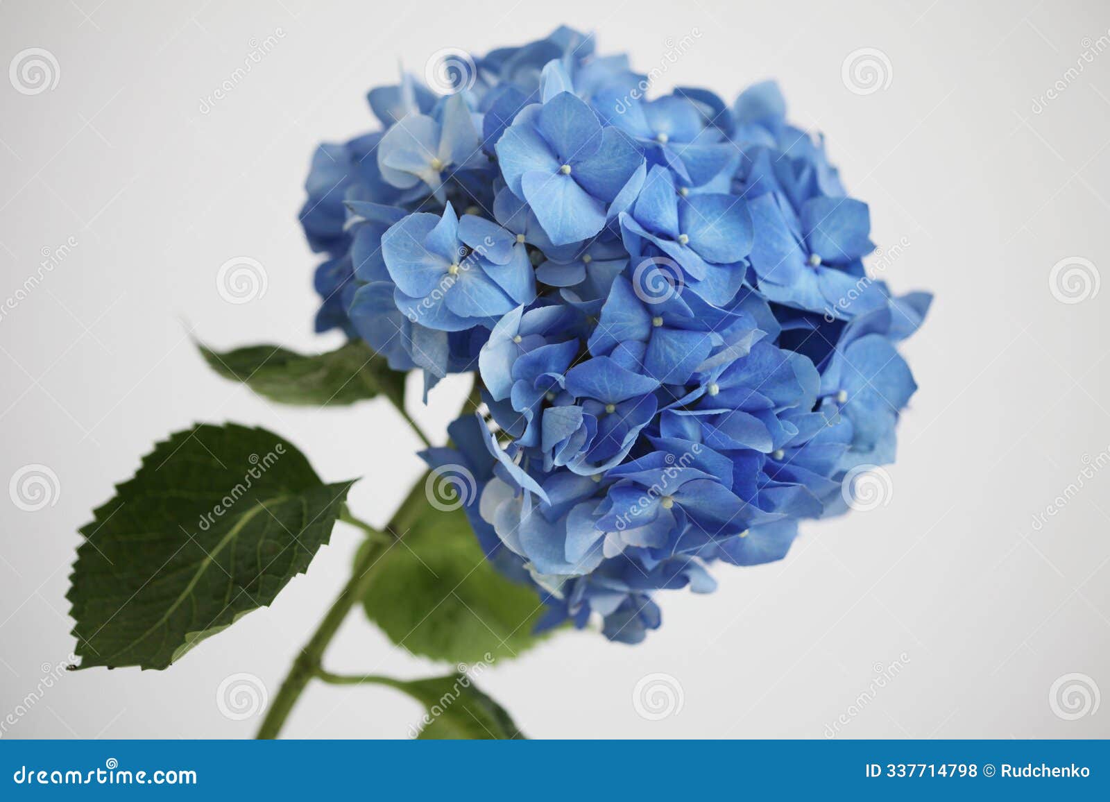 Gray Hydrangea Flowers On A Purple Background - Dark Compositions Stock ...