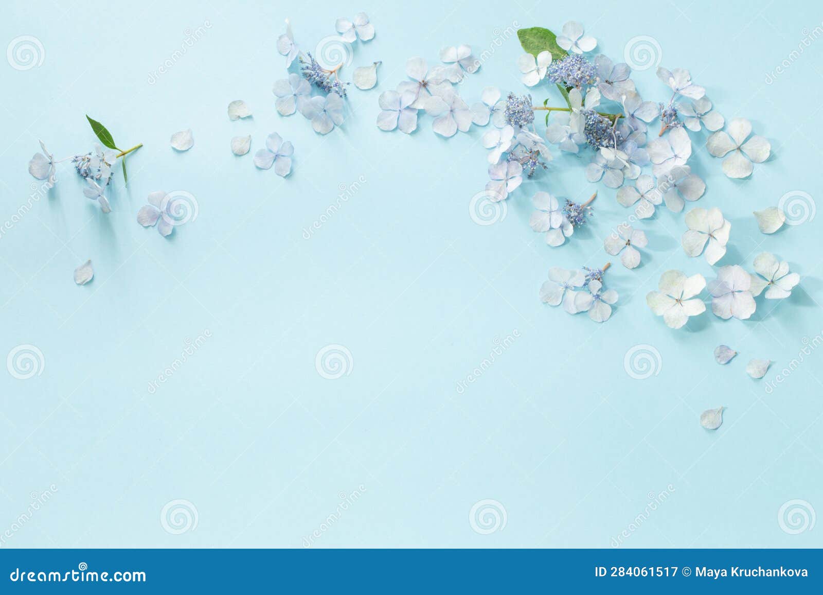 Blue Hydrangea Flowers on Blue Background Stock Image - Image of frame ...