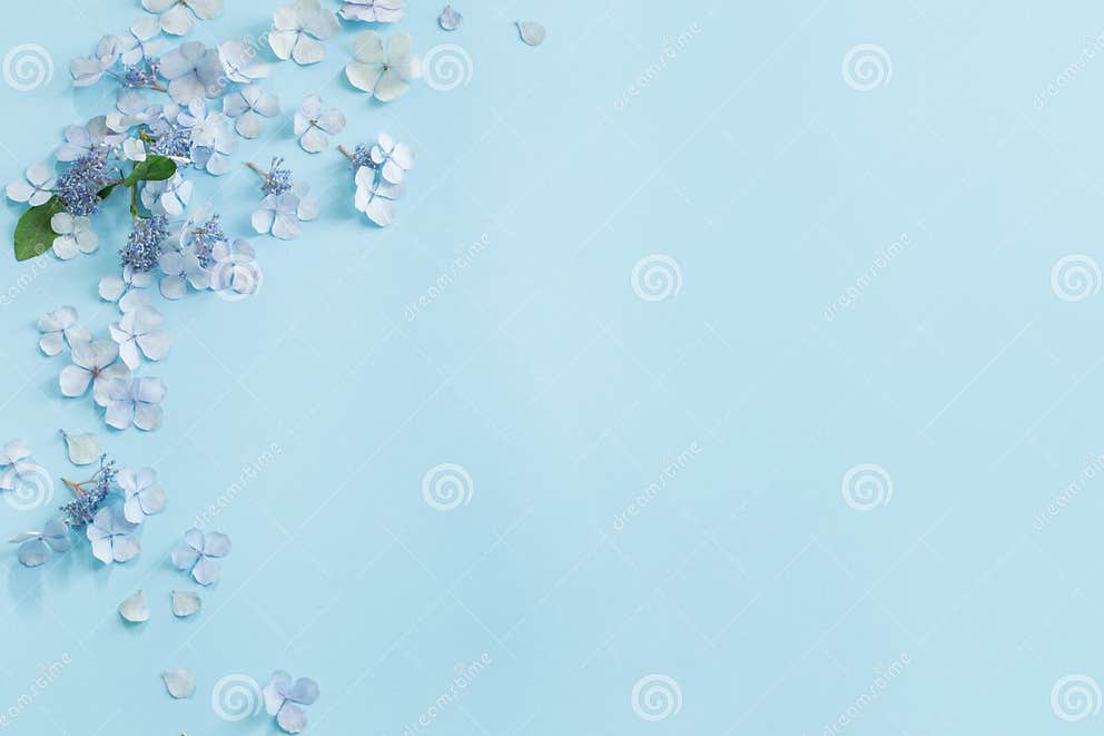 Blue Hydrangea Flowers on Blue Background Stock Photo - Image of mock ...