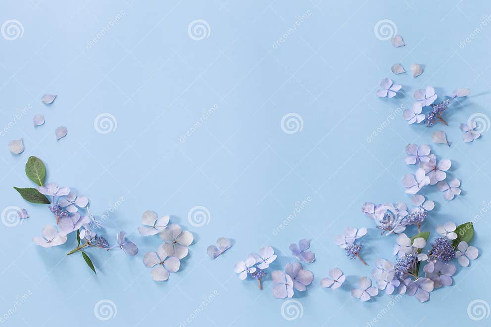 Blue Hydrangea Flowers on Blue Background Stock Image - Image of botany ...