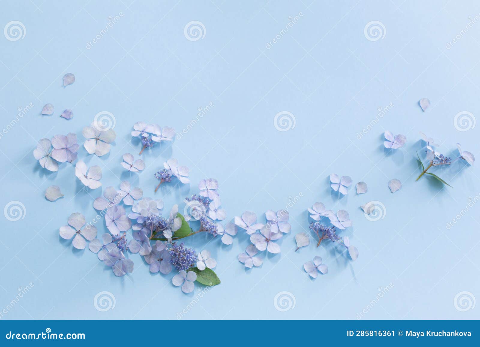 Blue Hydrangea Flowers on Blue Background Stock Image - Image of floral ...
