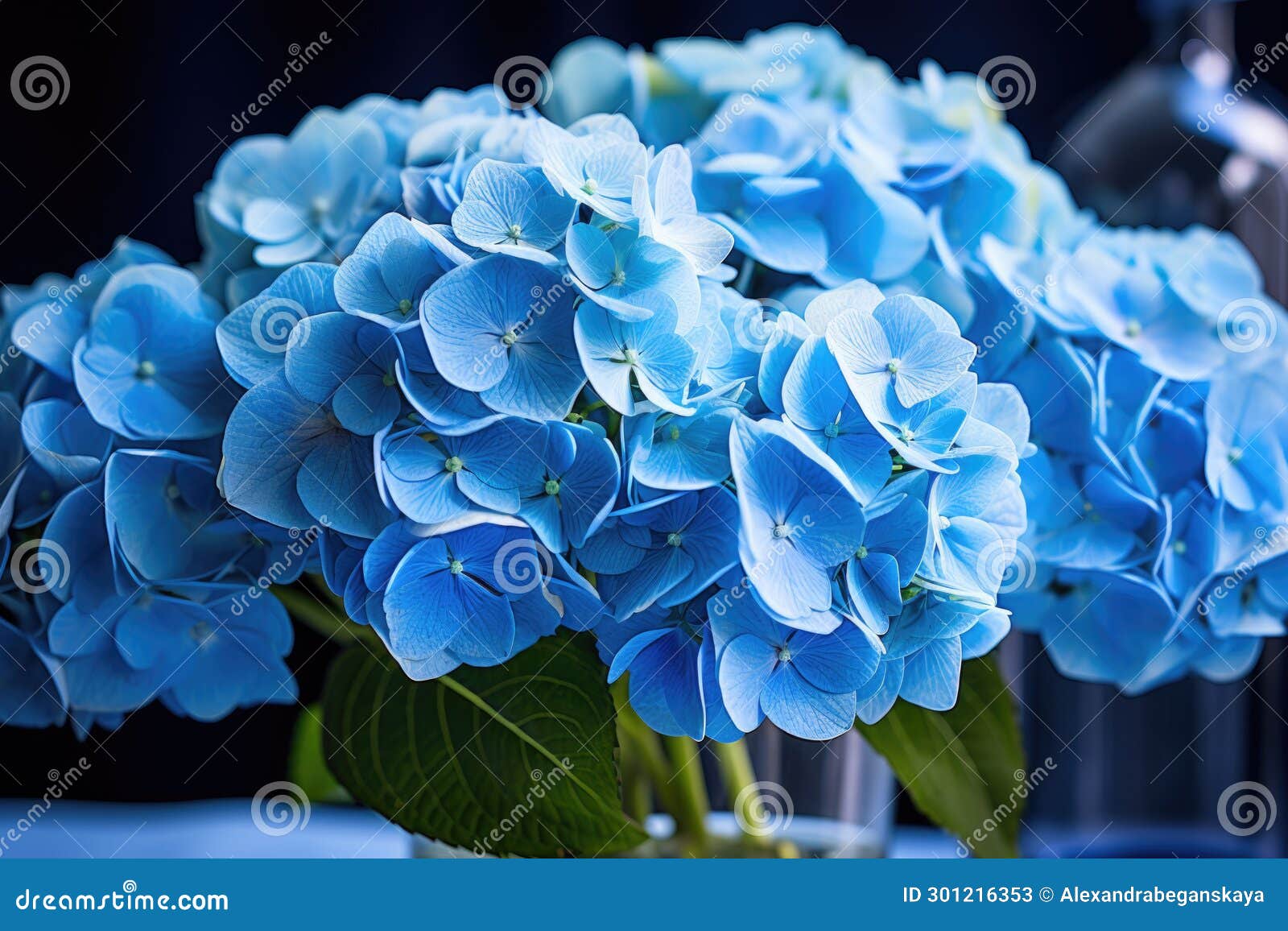 Blue Hydrangea Flowers on a Blue Background Stock Illustration ...