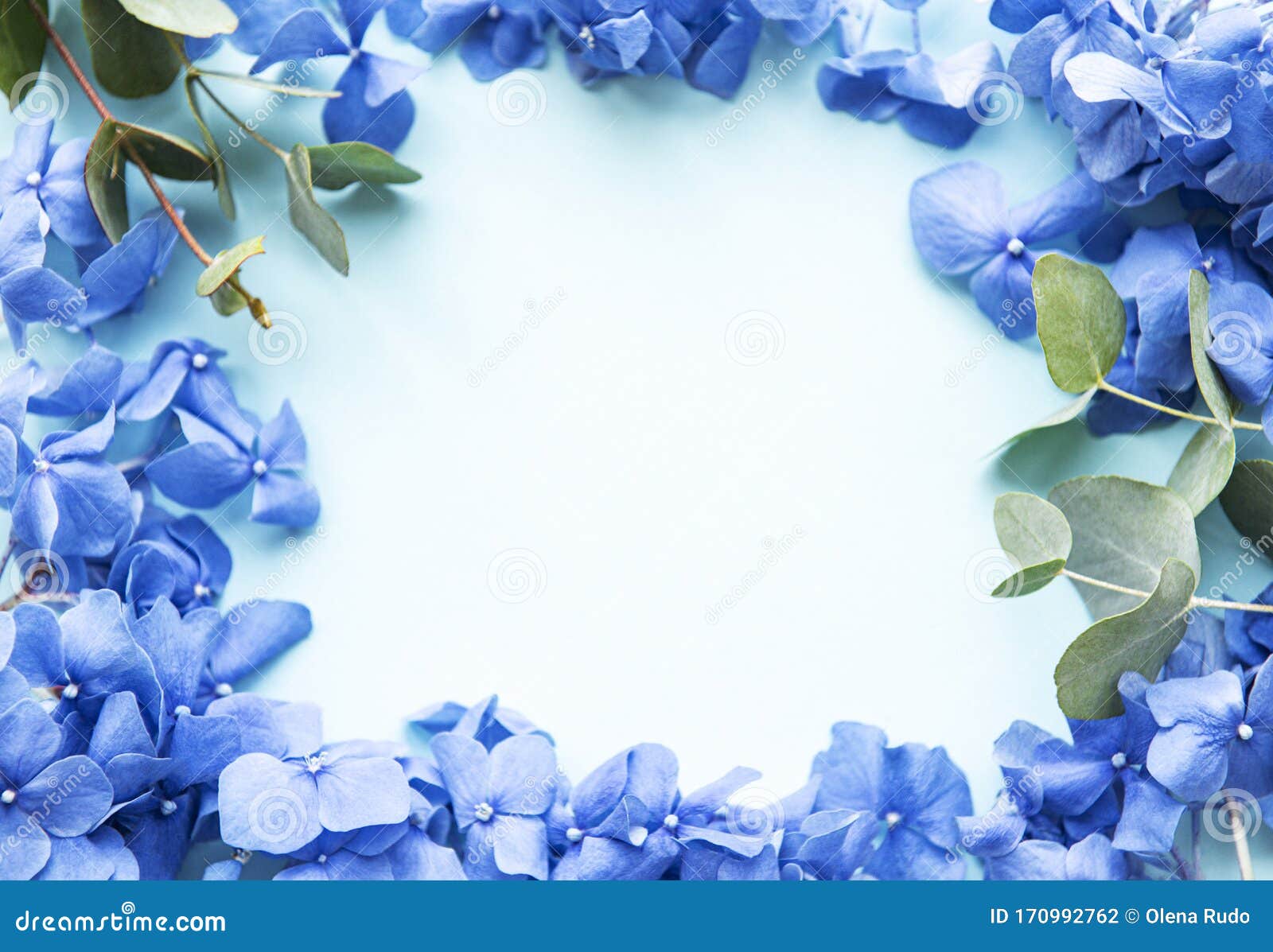 Blue hydrangea flowers stock photo. Image of floral - 170992762