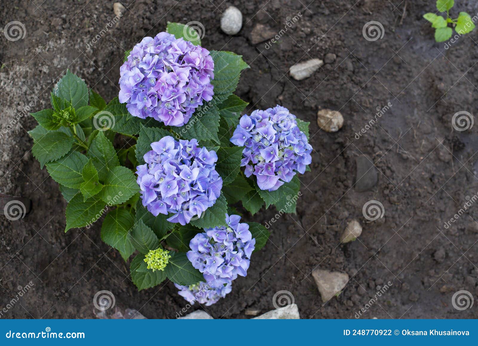Blue Hydrangea Flowers Grow in the Ground, Top View Stock Photo - Image ...