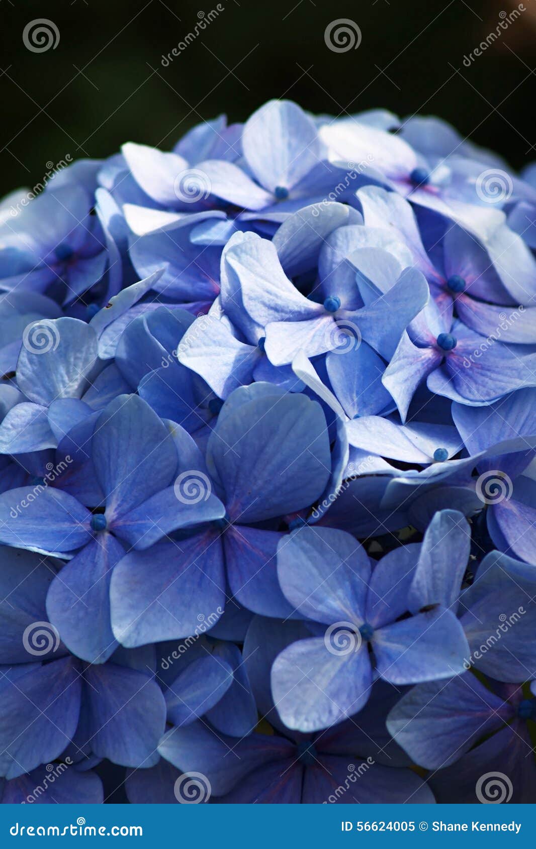 Blue Hydrangea stock image. Image of nature, hydrangea - 56624005