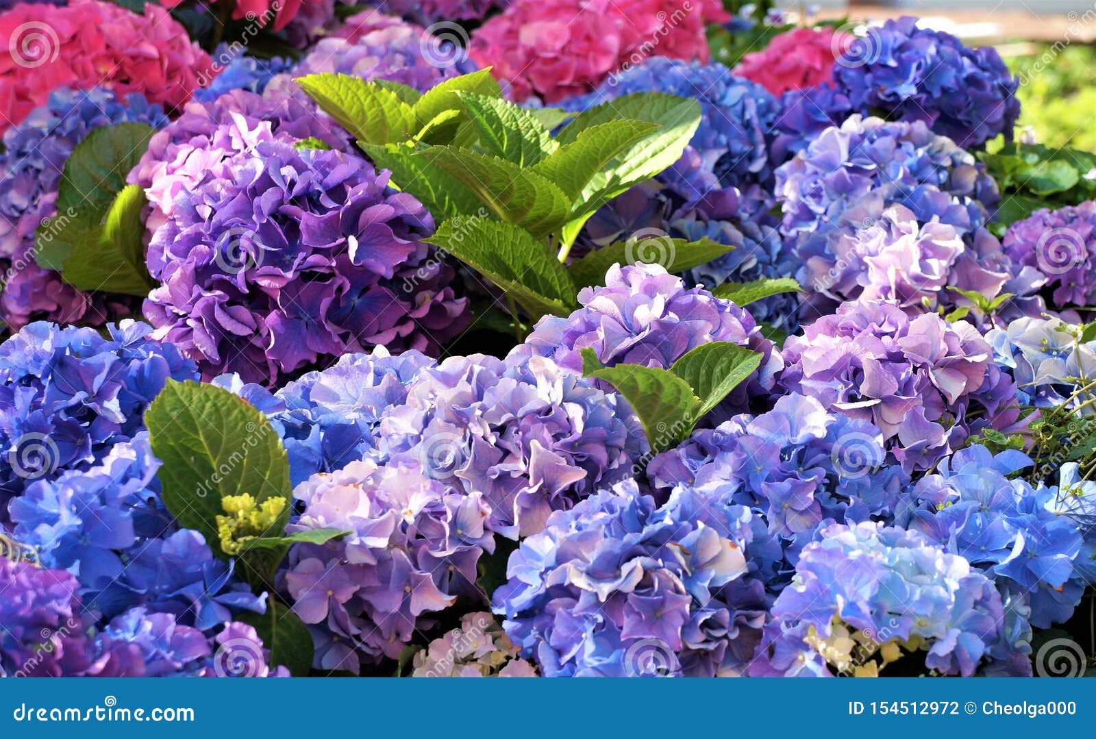Blue Hydrangea Flowers, Purple. Stock Photo - Image of blooming ...