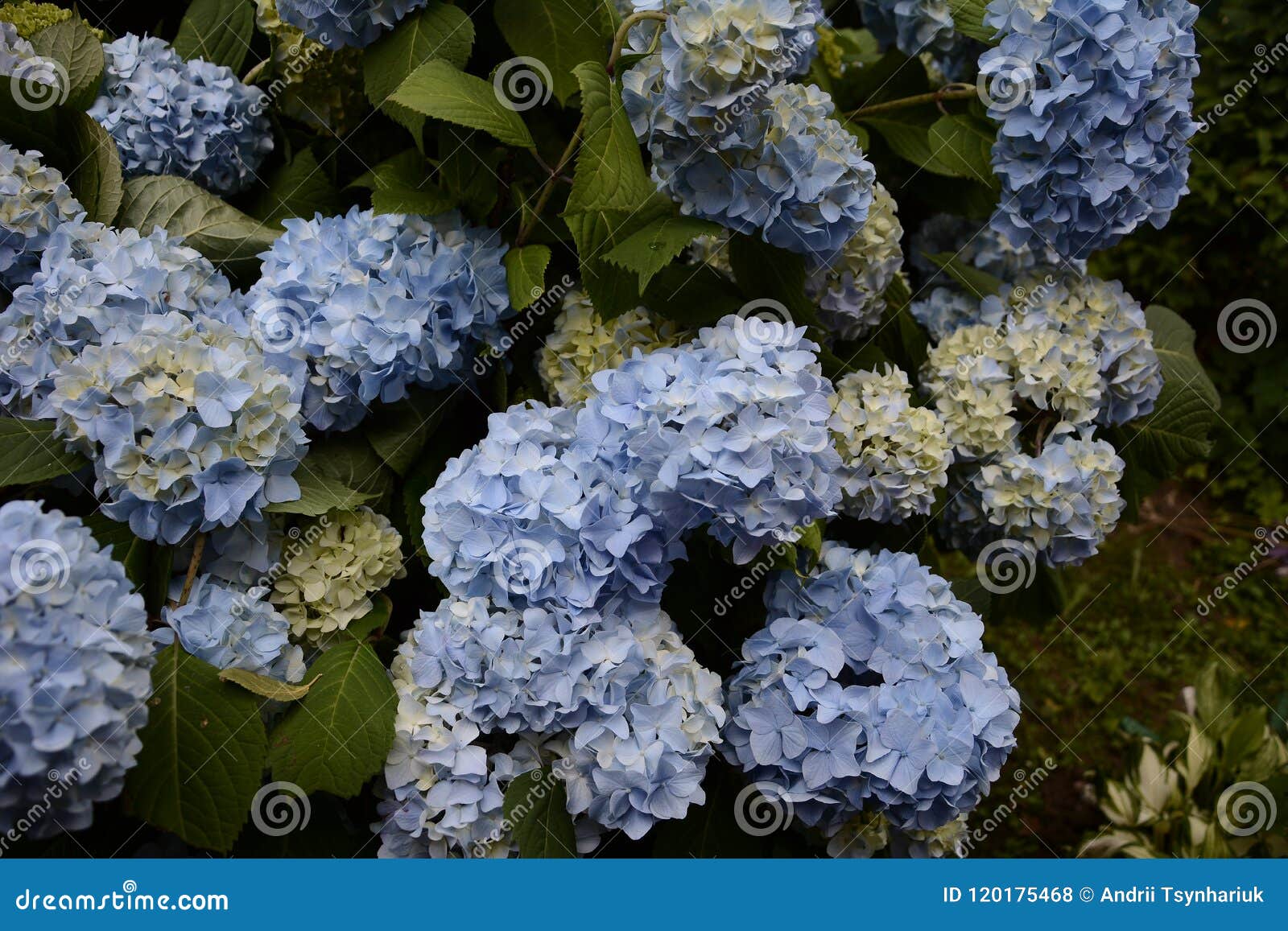 Blue Hydrangea Garden with Green Leaves in the Garden Stock Photo ...