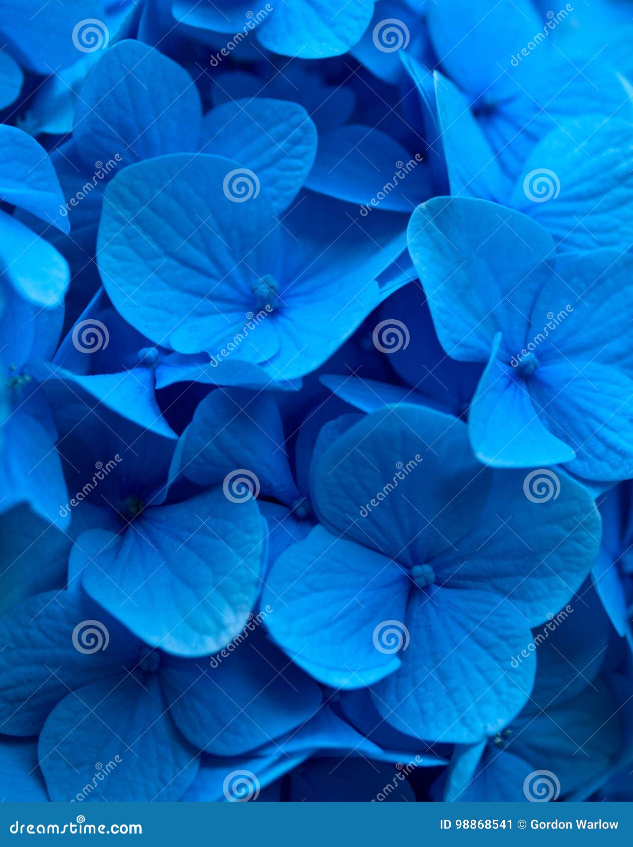 Blue Hydrangea Hortensia Closeup Stock Image - Image of vibrant, close ...