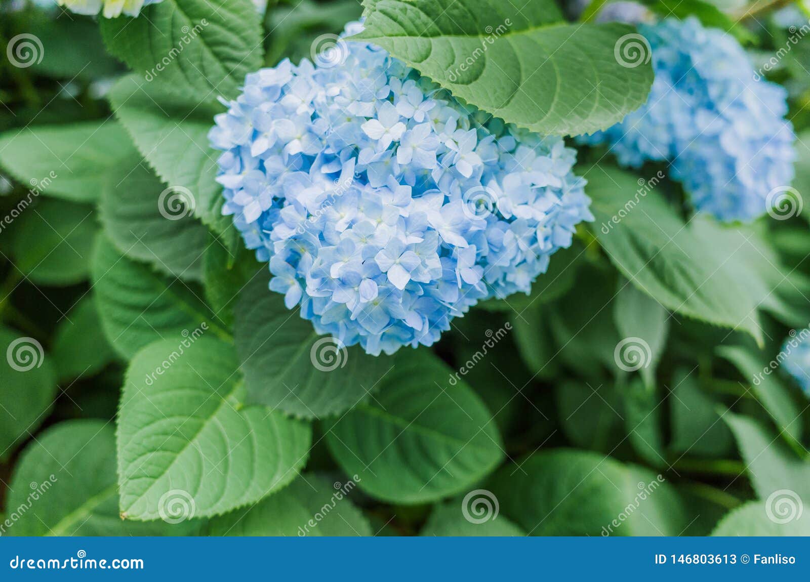 Blue Hydrangea / Hortensia Flower Background Stock Image - Image of ...