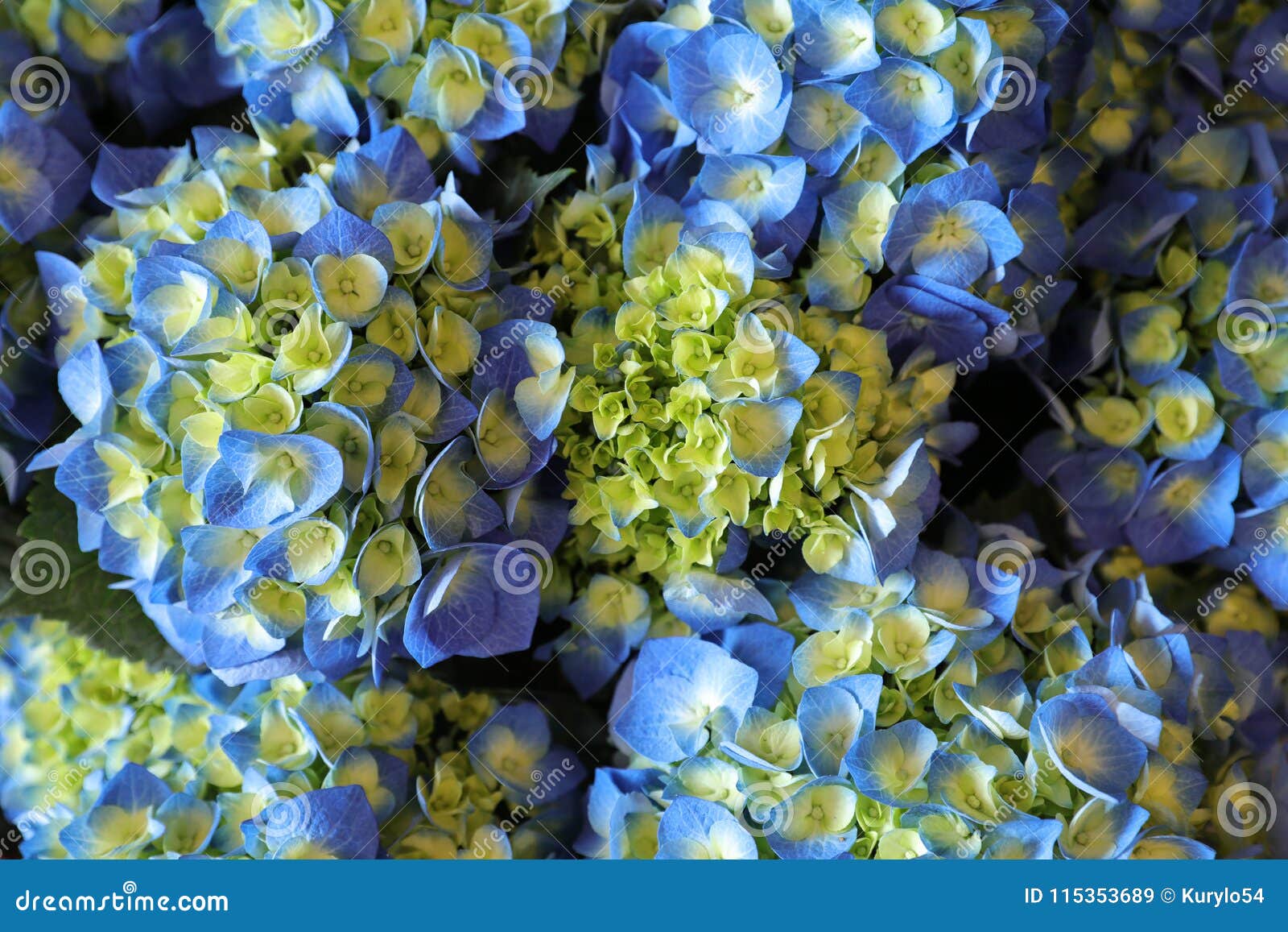 Blue Hydrangea or Hydrangea Macrophylla Background, Top View. Stock ...