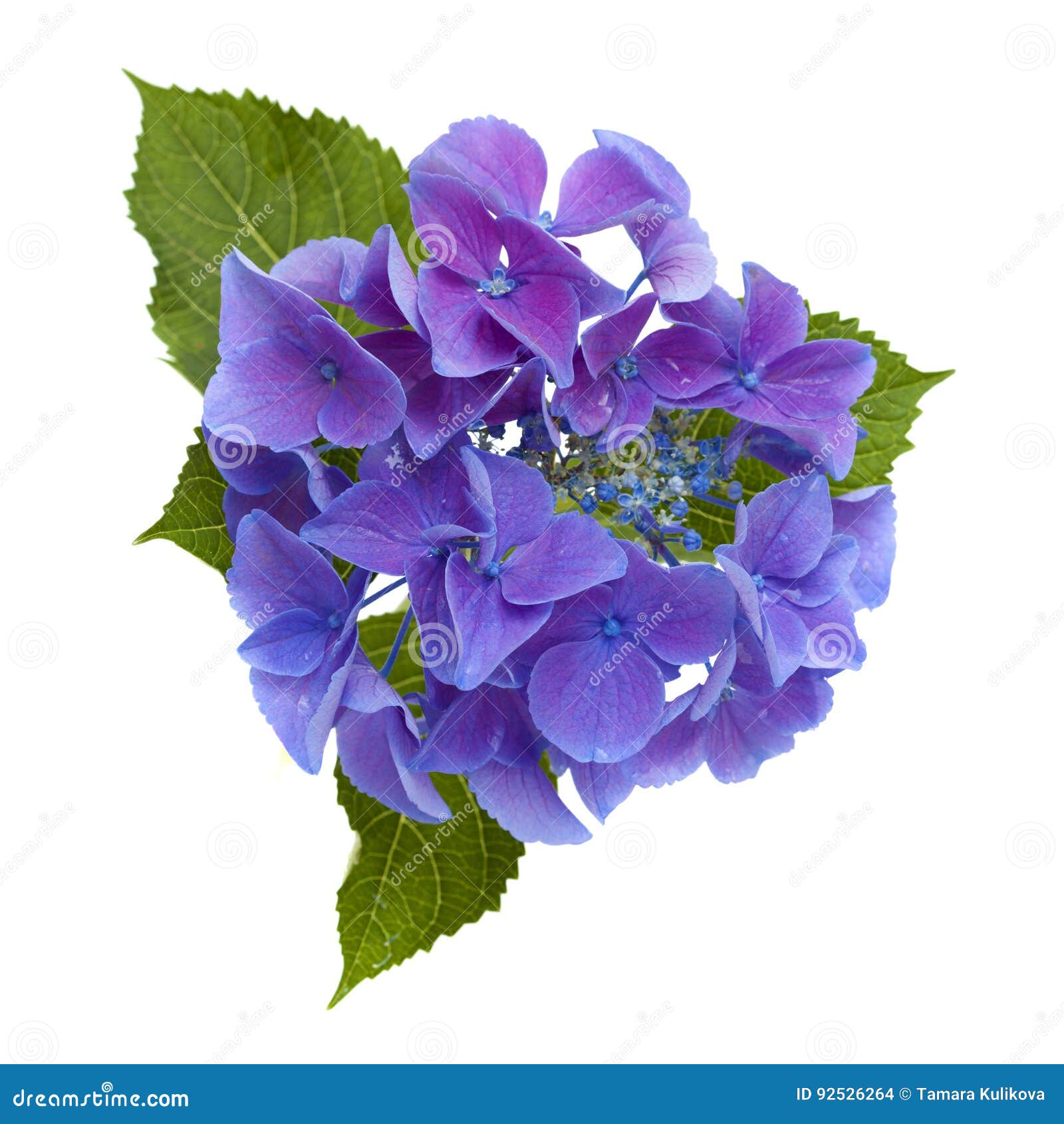 Blue Hydrangea isolated stock photo. Image of floral - 92526264