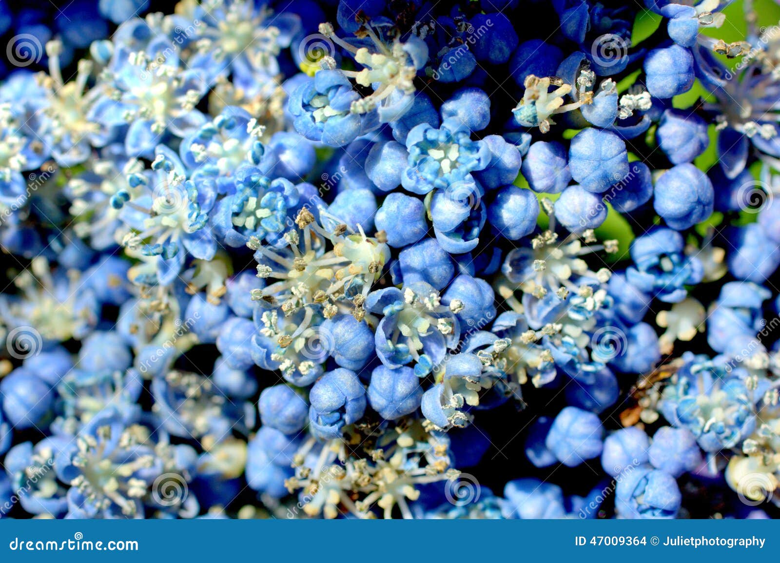 Blue hydrangea macro stock photo. Image of colorful, green - 47009364