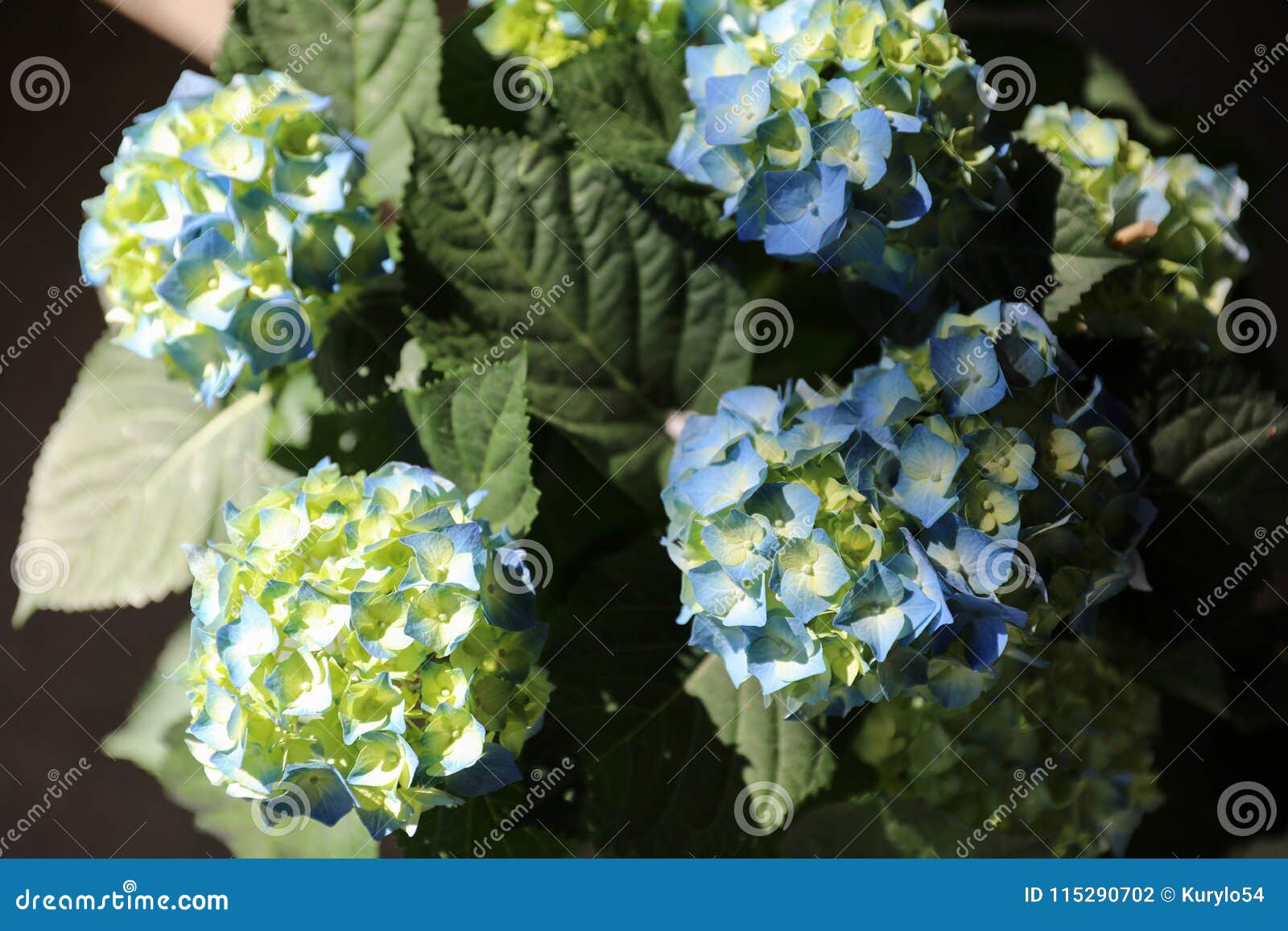 Blue Hydrangea or Hydrangea Macrophylla Background, Top View. Stock ...