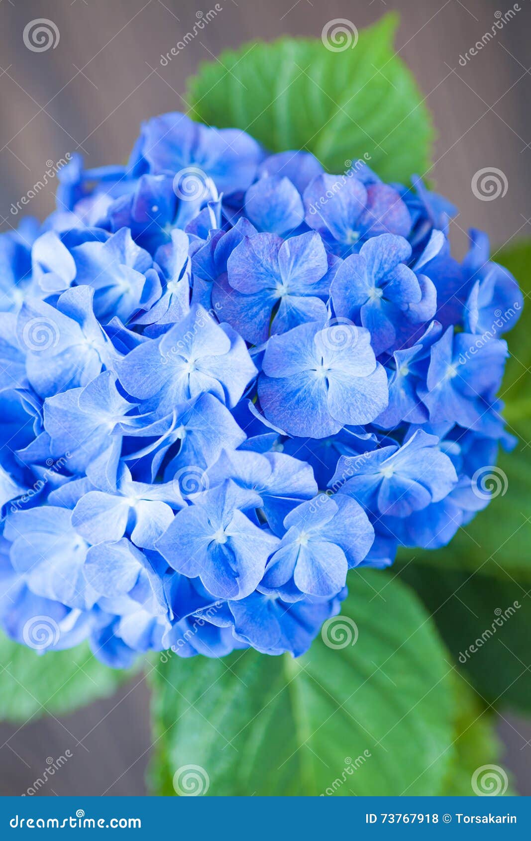 Blue Hydrangea Macrophylla Flower Stock Photo - Image of botanical ...