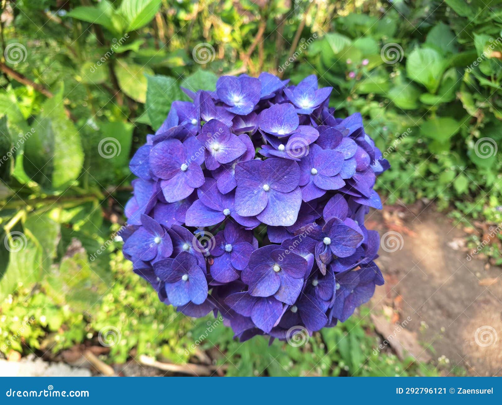 Blue Hydrangea, One of Its Beautiful Colors Stock Image - Image of ...
