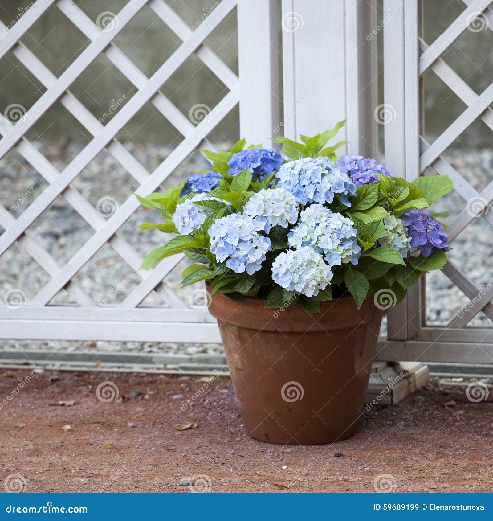 Blue hydrangea in the pot stock image. Image of green - 59689199