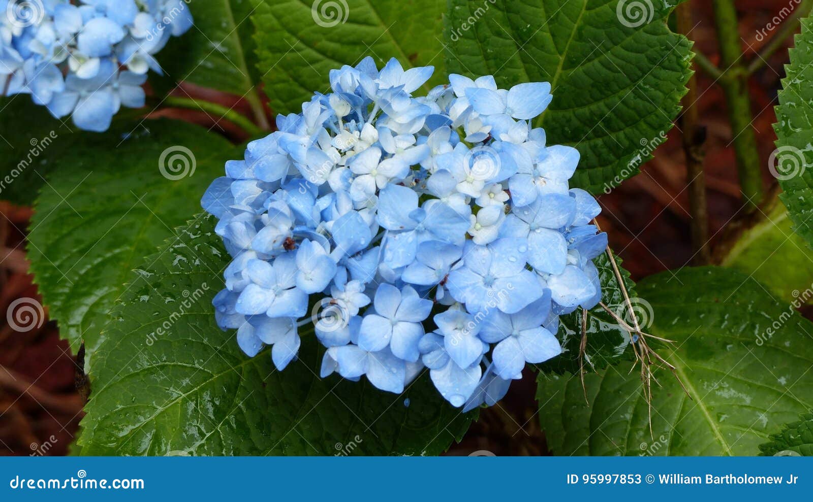 Blue Hydrangea after the Rain Stock Image - Image of background, drop ...