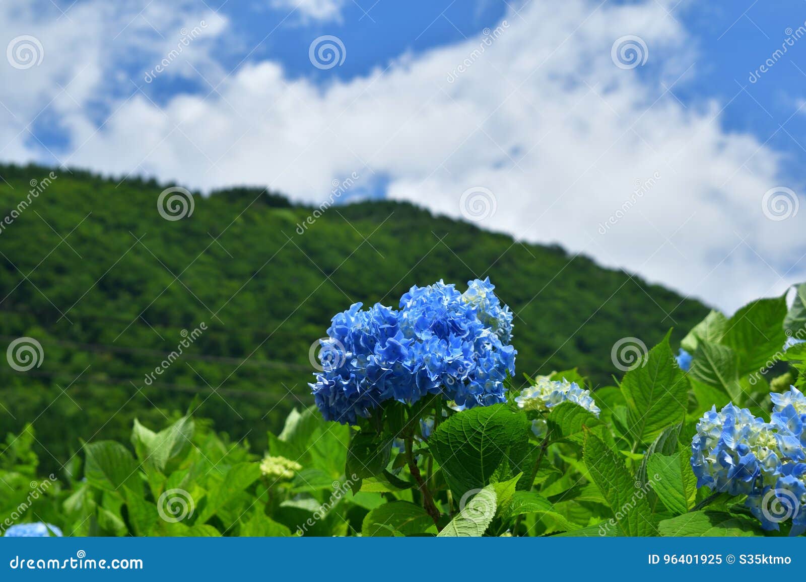 Blue Hydrangea and Summer Sky, Japan Stock Image - Image of blue, vivid ...