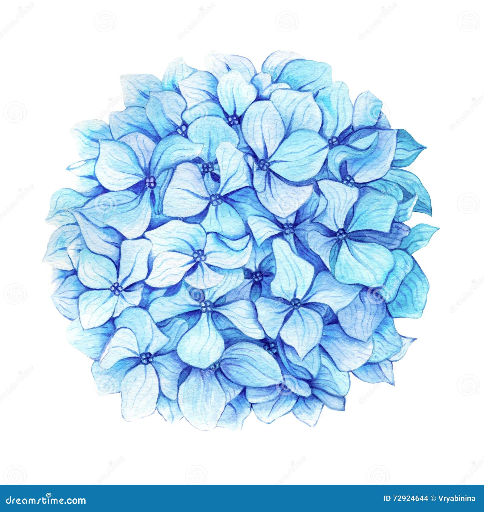 Blue hydrangea stock illustration. Illustration of purple - 72924644