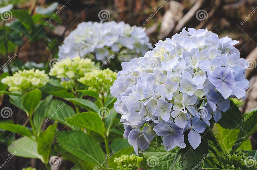 Blue Hydrangea Plants in Natural Background. Stock Image - Image of ...