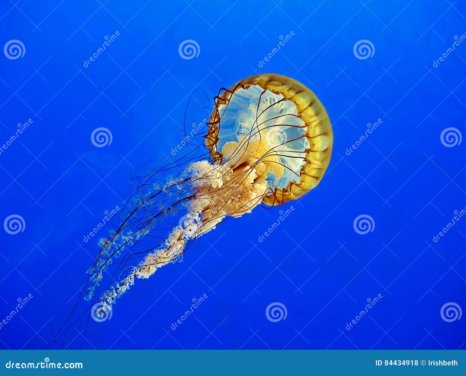 Blue Ice stock photo. Image of fish, water, ocean, lake - 84434918