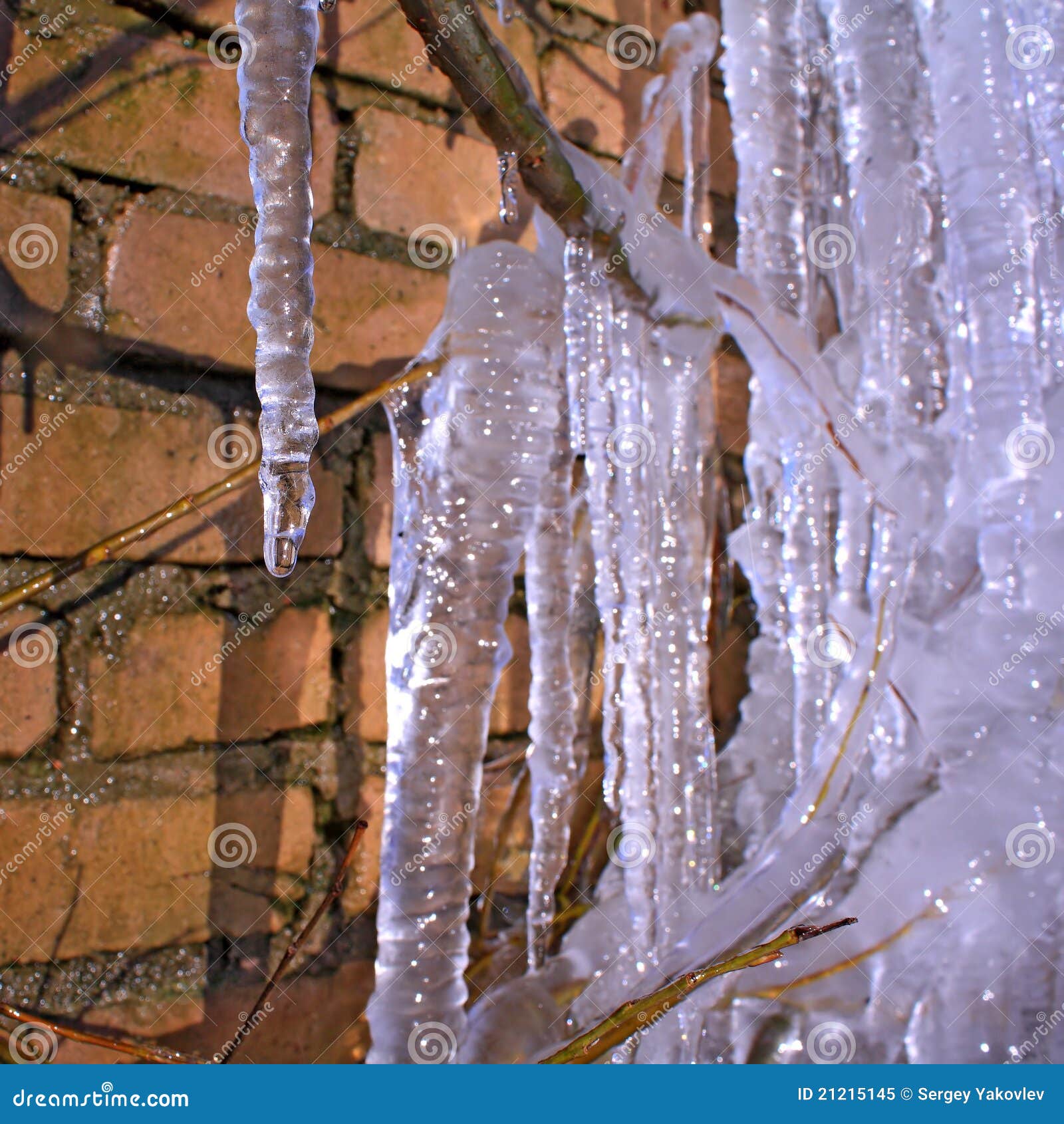 Blue icicles stock image. Image of icicle, tree, snow - 21215145