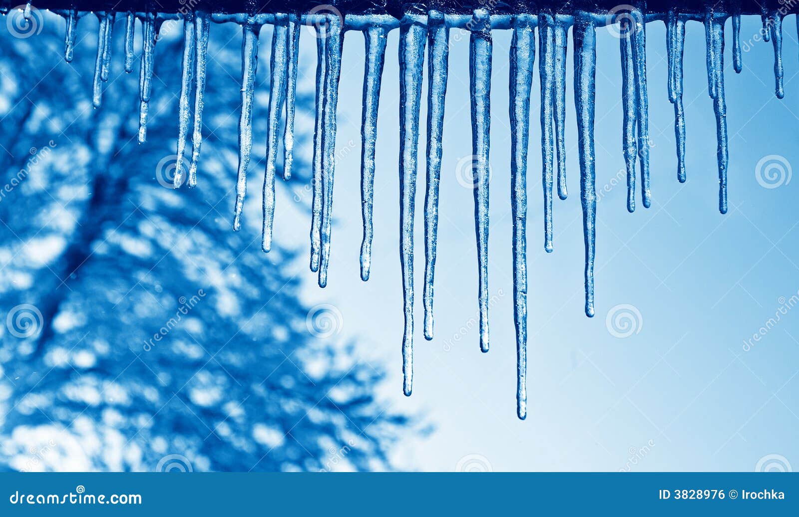 Blue icicles stock photo. Image of tree, pendants, icicle - 3828976