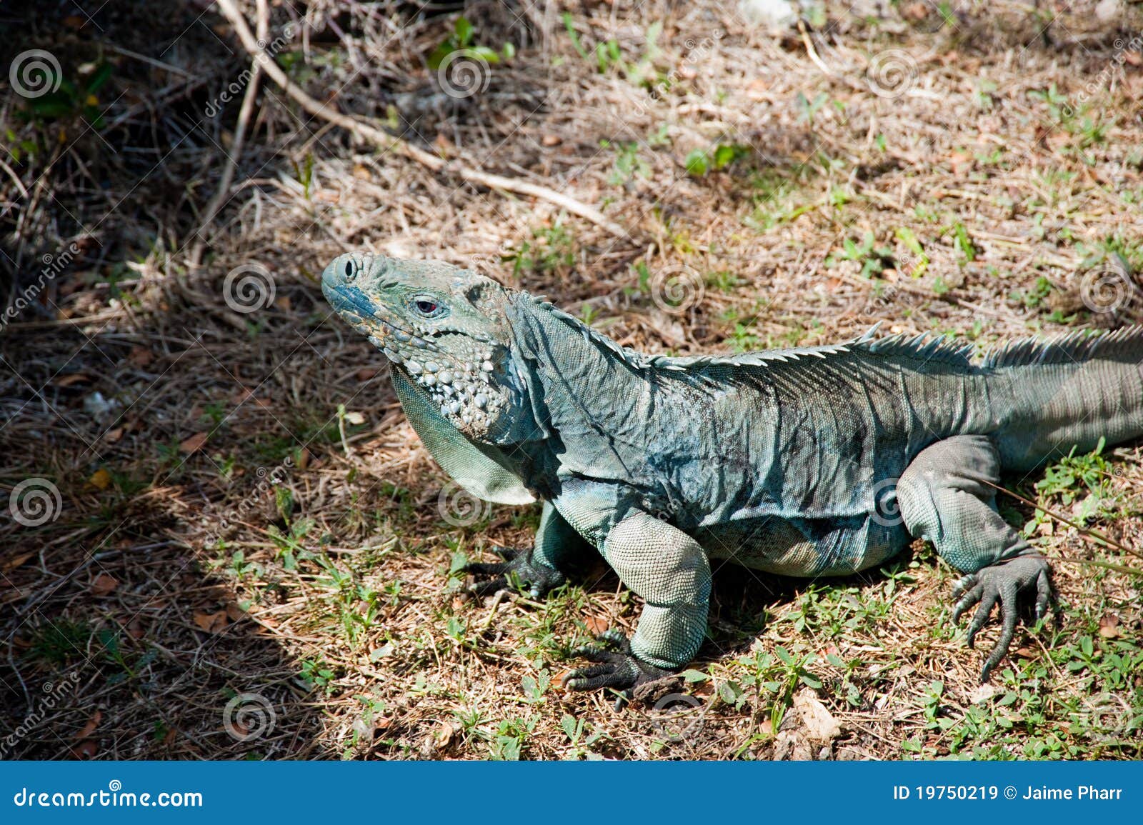 Blue iguana stock image. Image of outdoors, cyclura, lewisi - 19750219