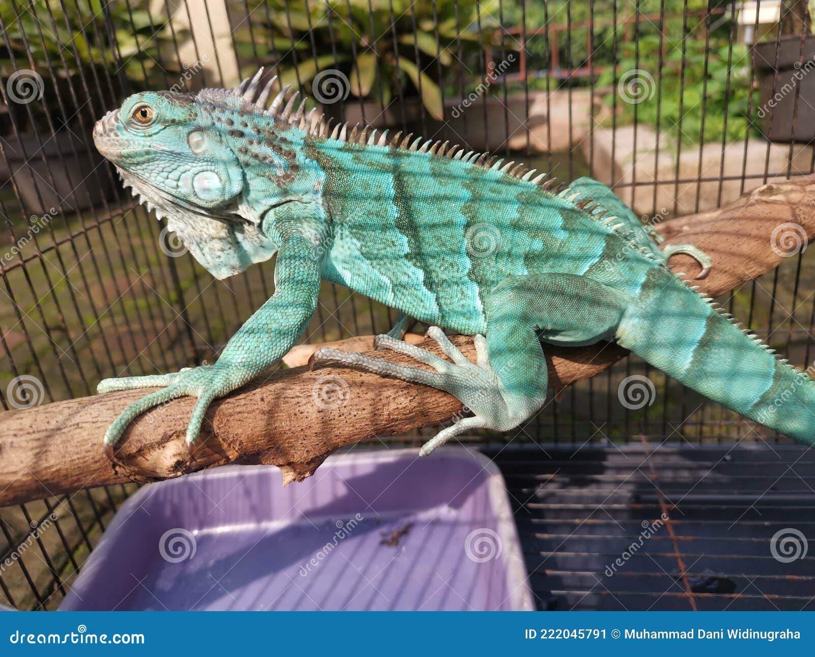 Blue iguana in cage shadow stock image. Image of tortoise - 222045791