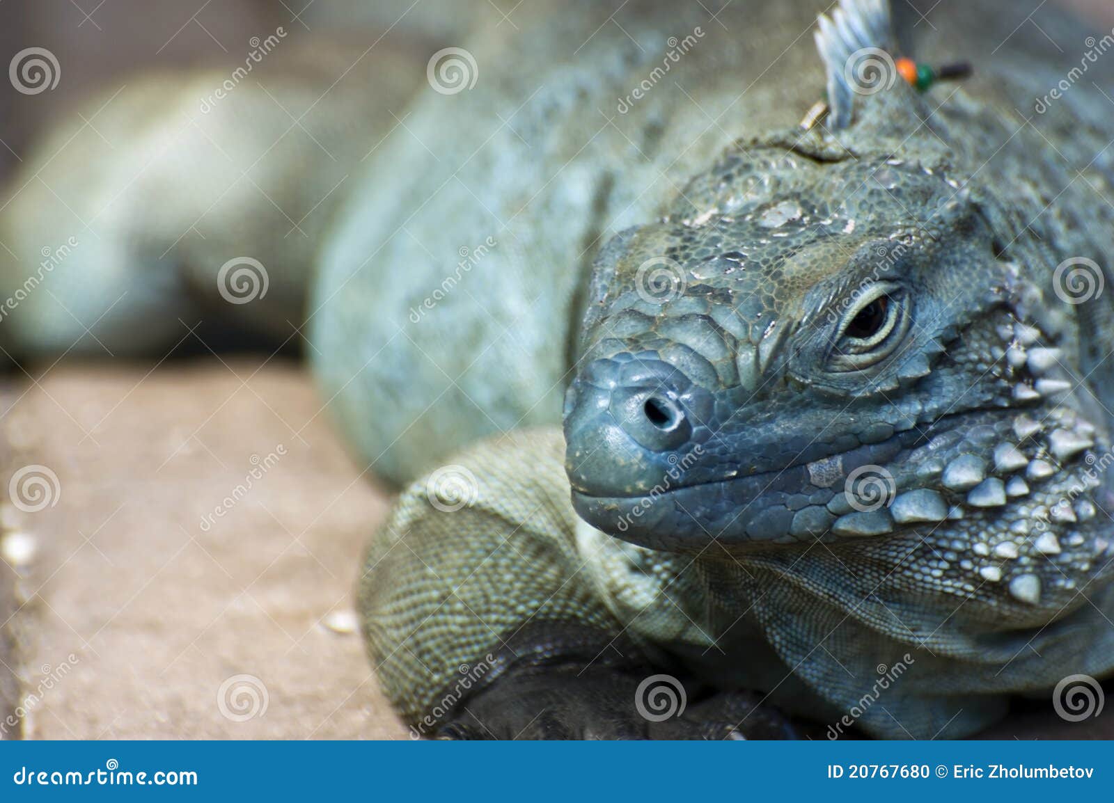 Blue Iguana (Cyclura Lewisi) Stock Photo - Image of threatened, islands ...