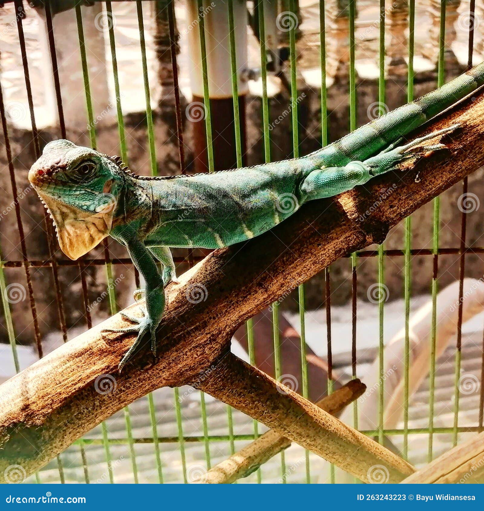 Blue iguana photo stock image. Image of exotic, blue - 263243223